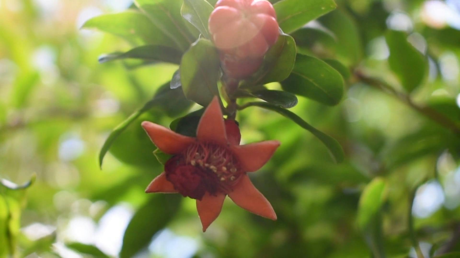 Flower Growth Stages Videos, Download The BEST Free 4k Stock Video ...