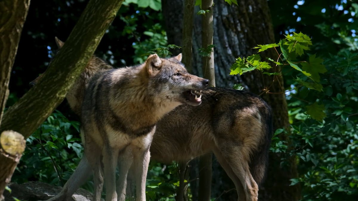 Wolves Videos, Download The BEST Free 4k Stock Video Footage & Wolves ...