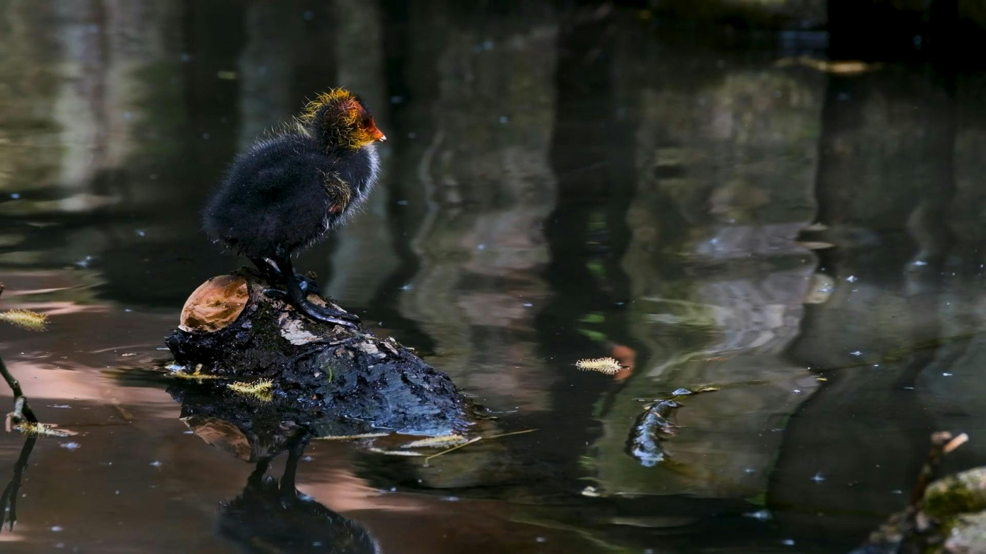 Vídeo profissional gratuito de água fresca, animais selvagens ...