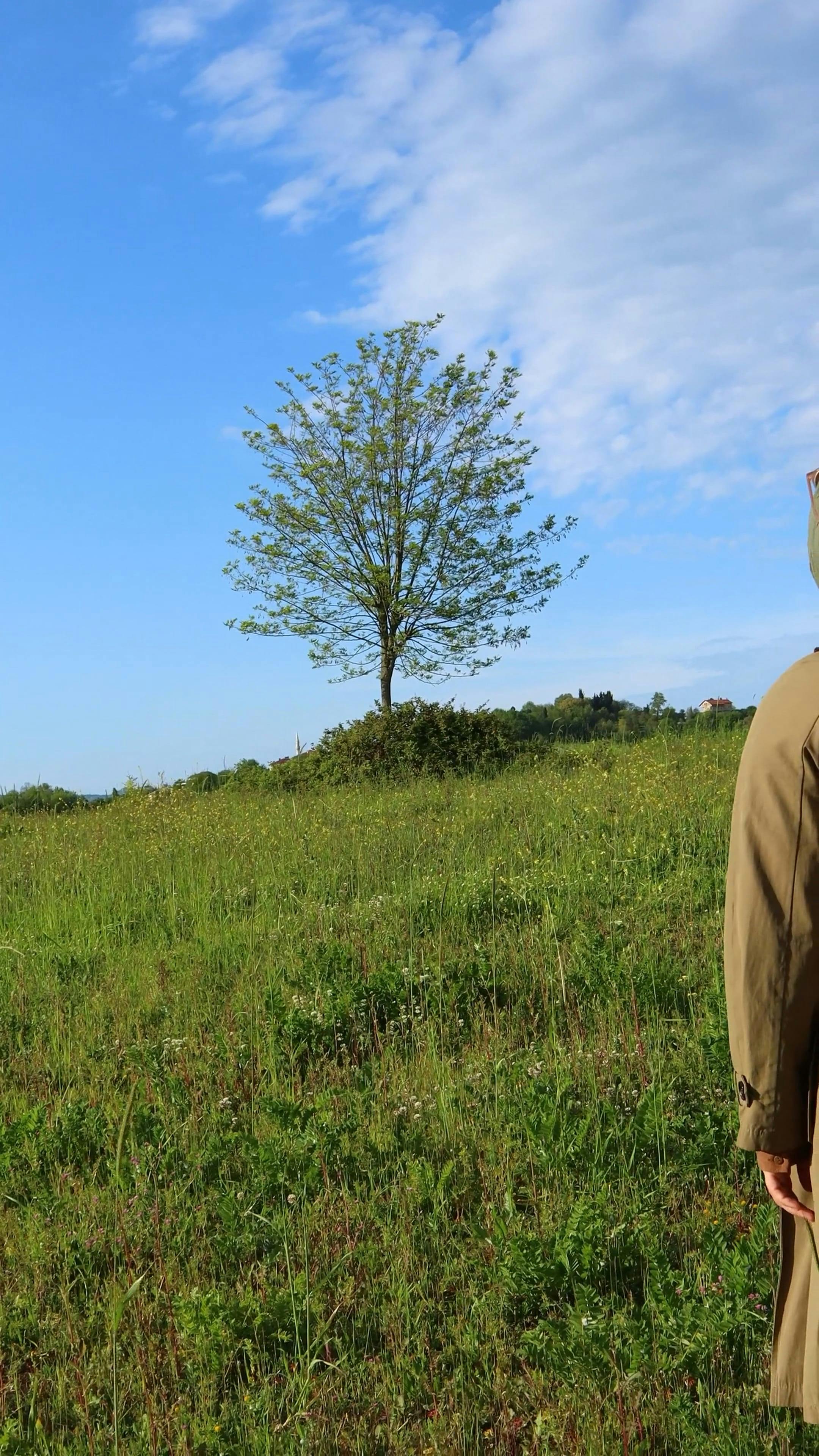 A person walking on a grassy field with a tree Free Stock Video Footage ...