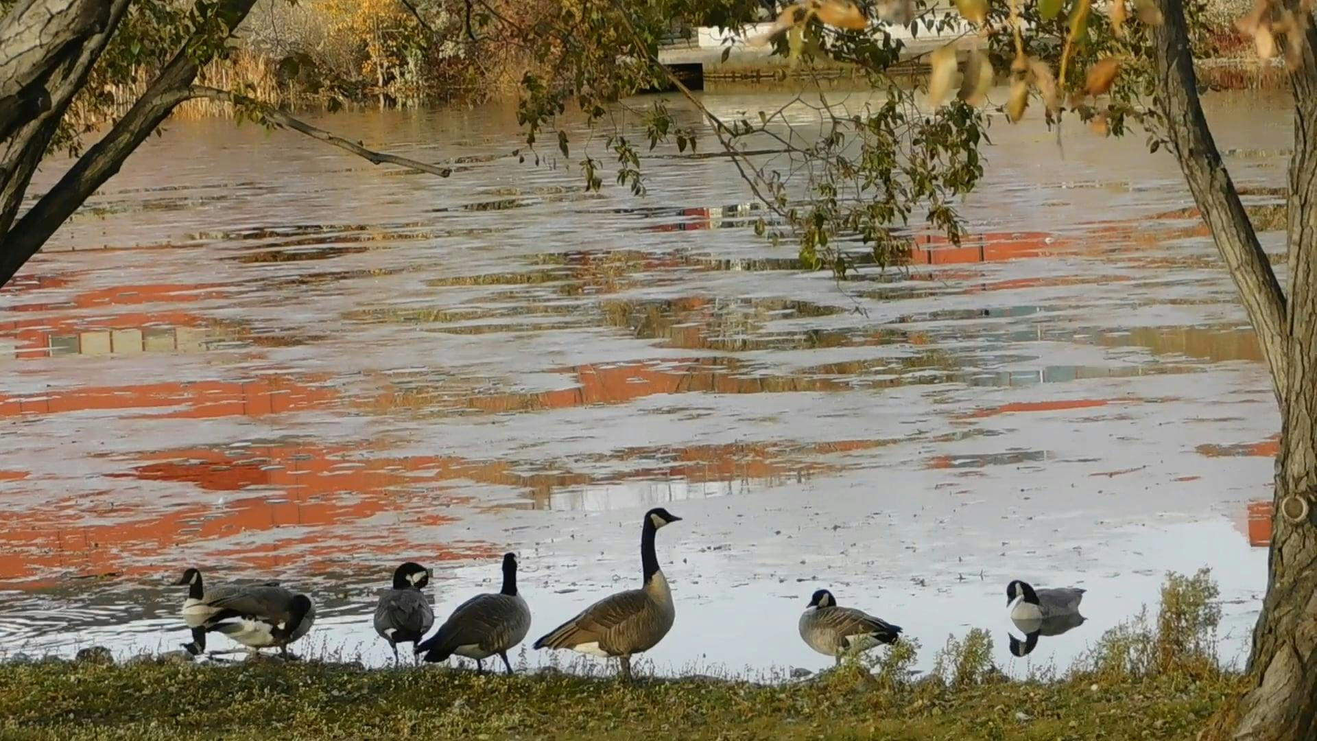 Birds Footage Videos, Download The BEST Free 4k Stock Video Footage ...