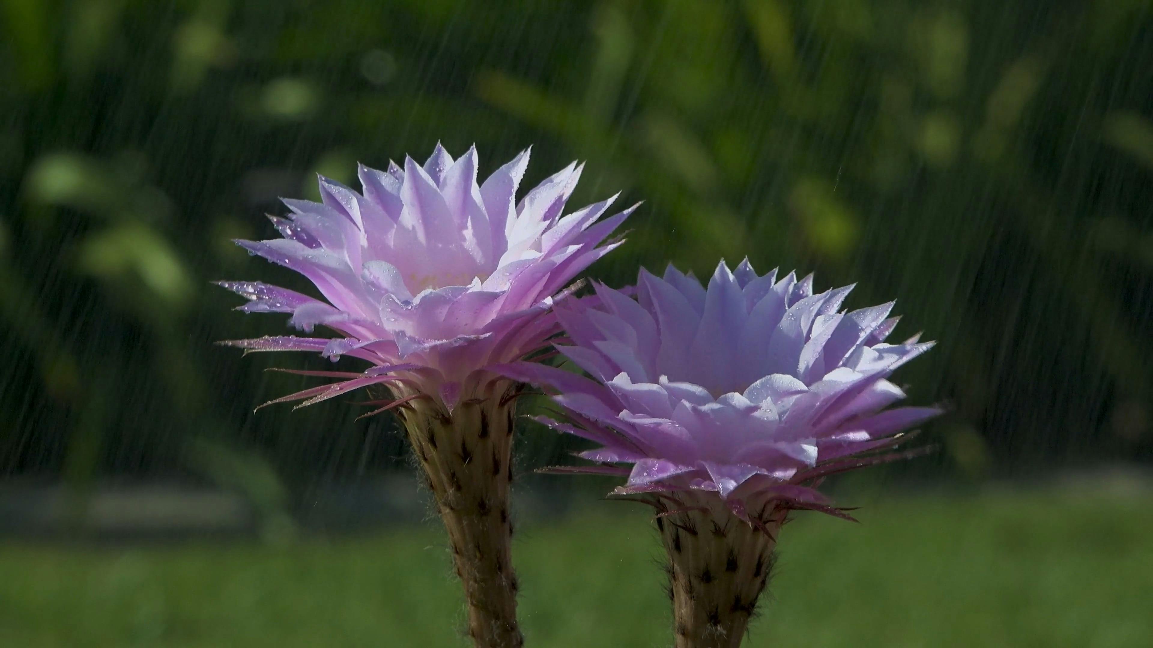 Cactus Flowers in the Rain Free Stock Video Footage, Royalty-Free 4K ...