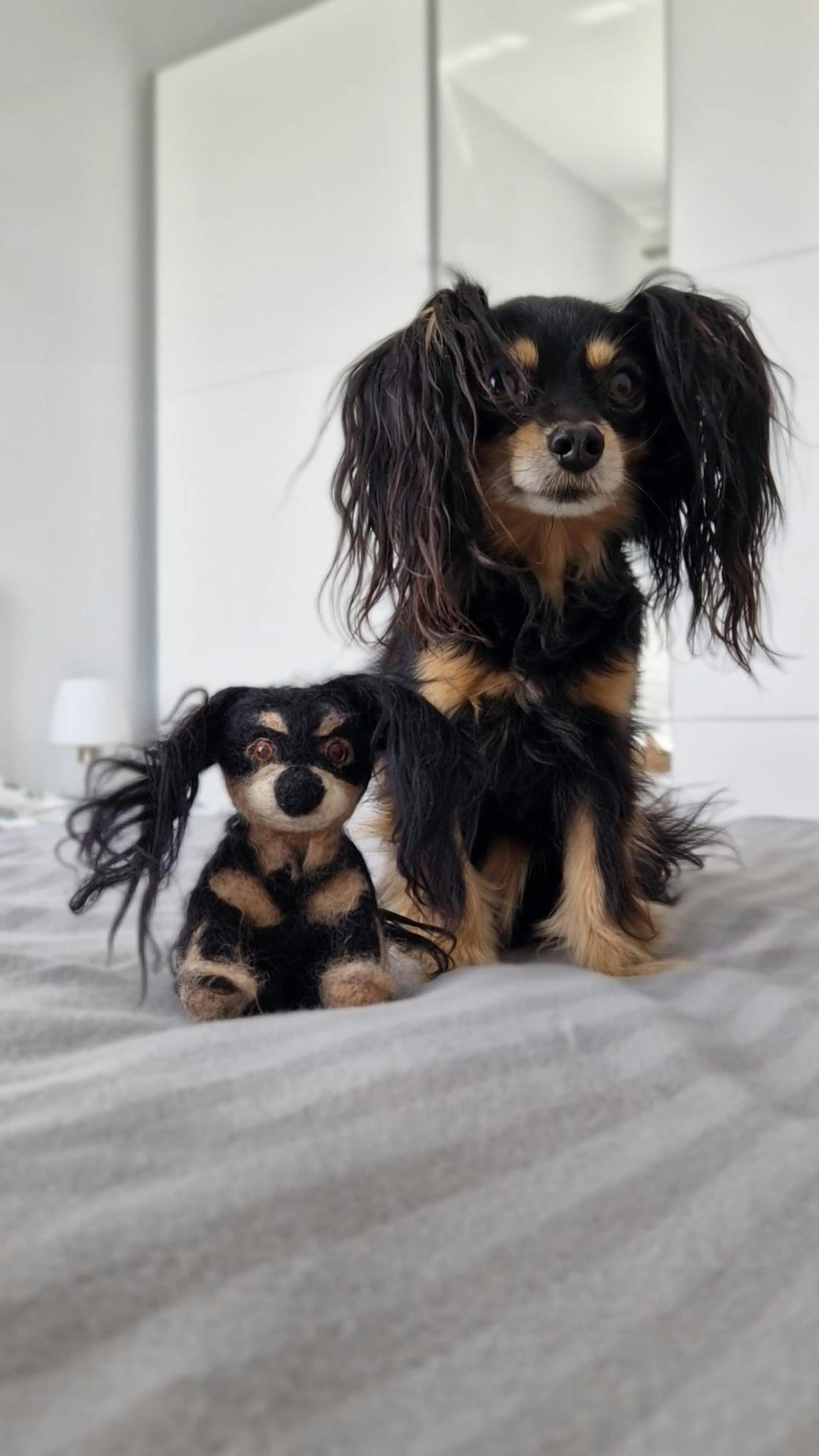 Mating Dog Videos, Download The BEST Free 4k Stock Video Footage ...