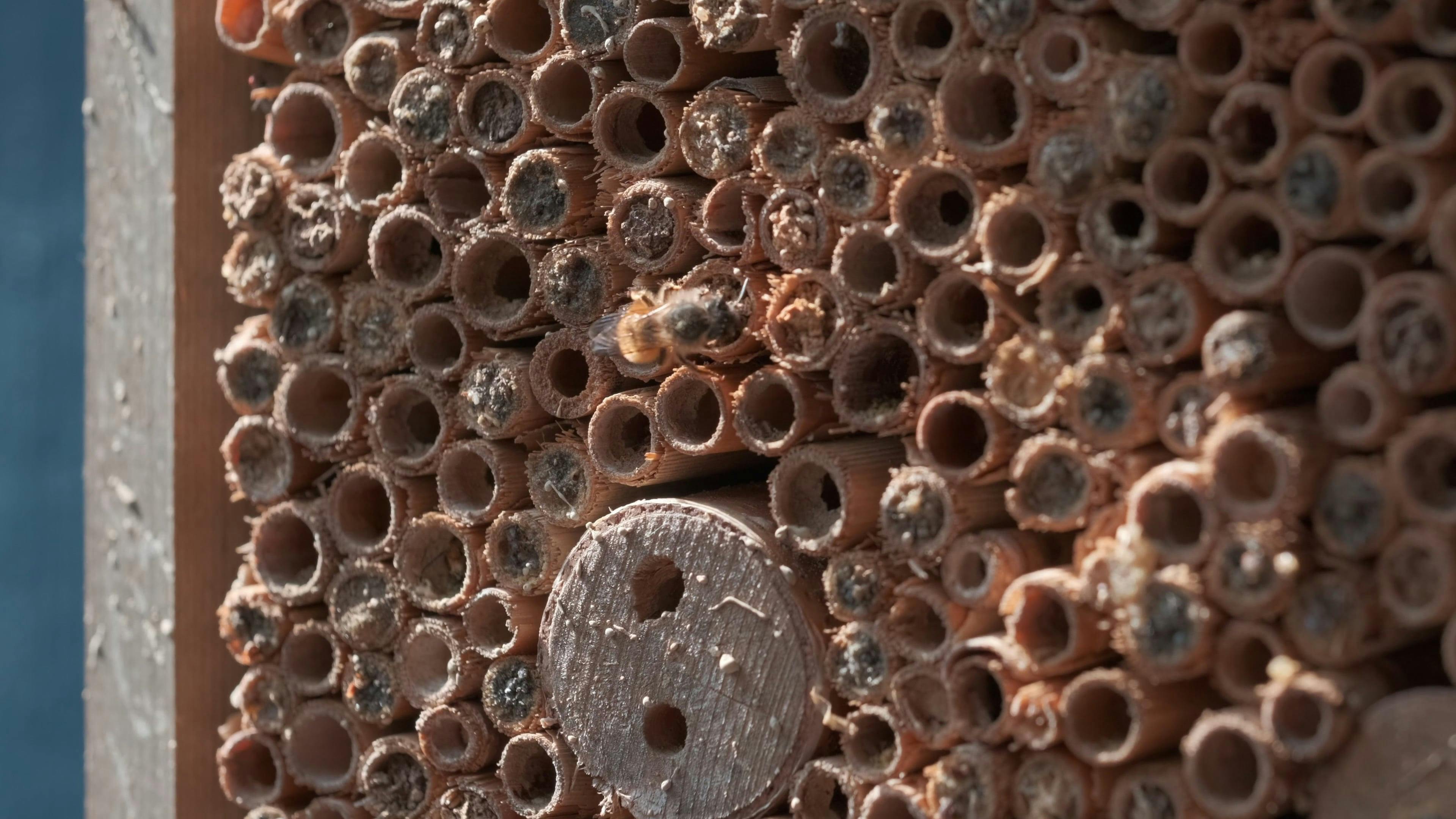 A bee hive with many holes in it Free Stock Video Footage, Royalty-Free 4K & HD Video Clip
