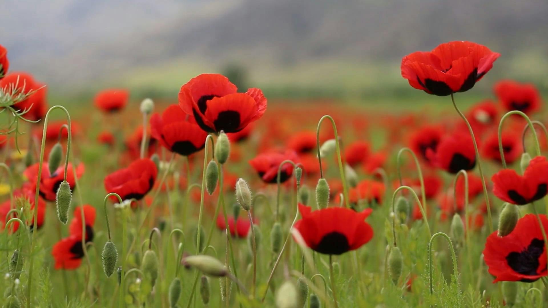 Green Screen Background Nature Videos, Download The BEST Free 4k Stock ...