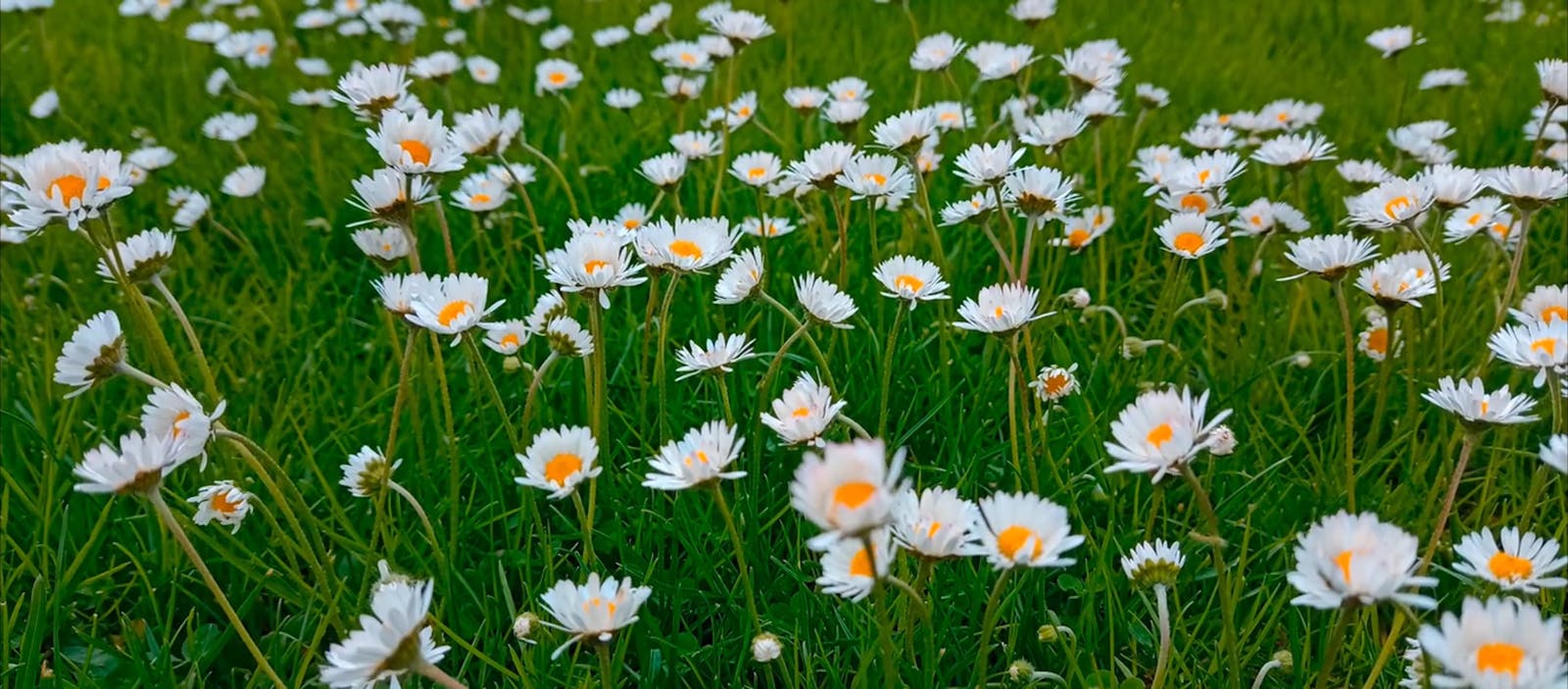 Nature Videos Mp4 Videos, Download The BEST Free 4k Stock Video Footage ...