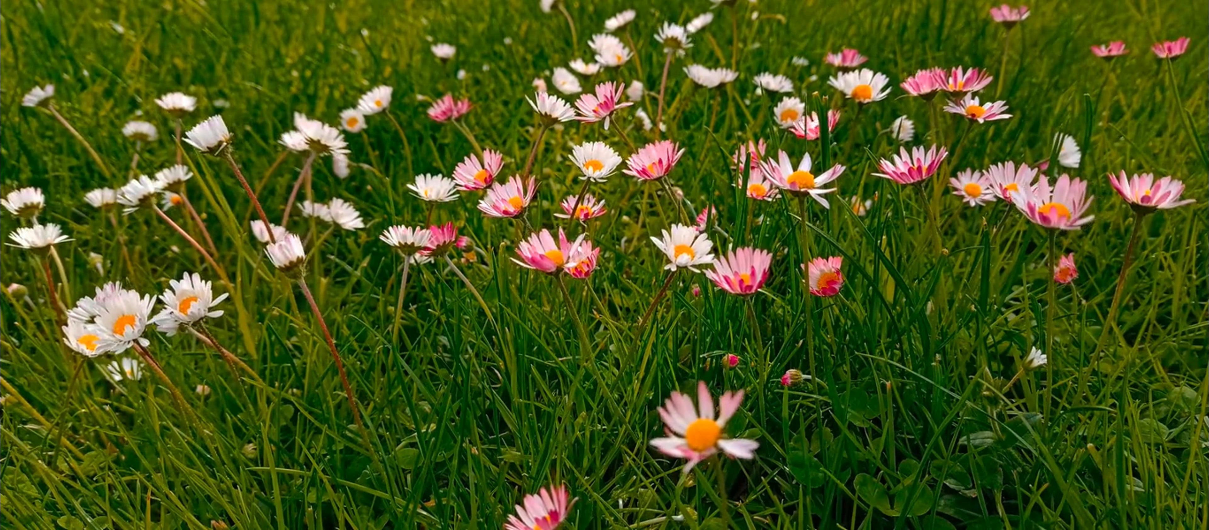 Nature Videos Biodiversity Videos, Download The BEST Free 4k Stock ...