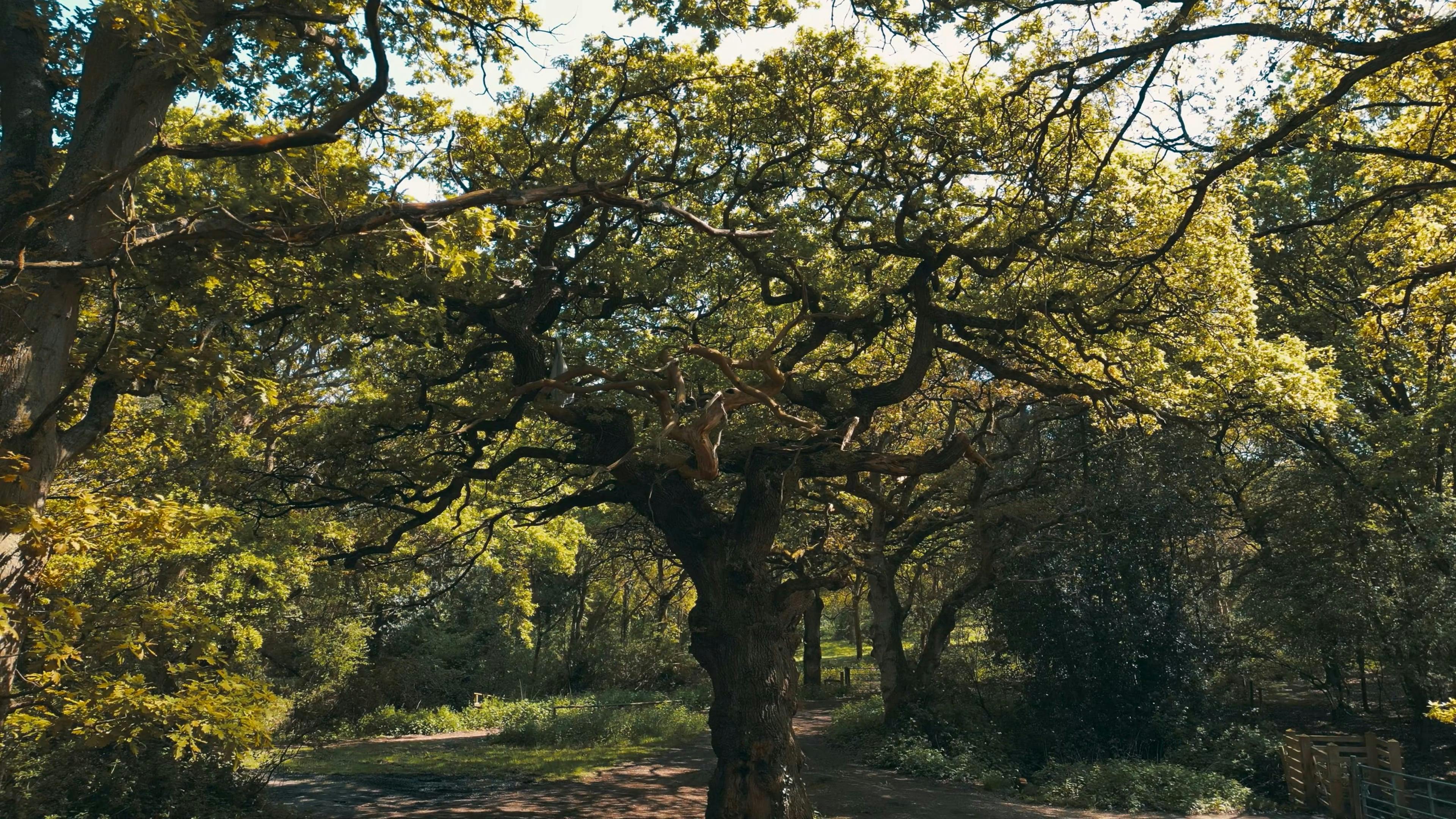 Oak Tree Videos, Download The BEST Free 4k Stock Video Footage & Oak ...