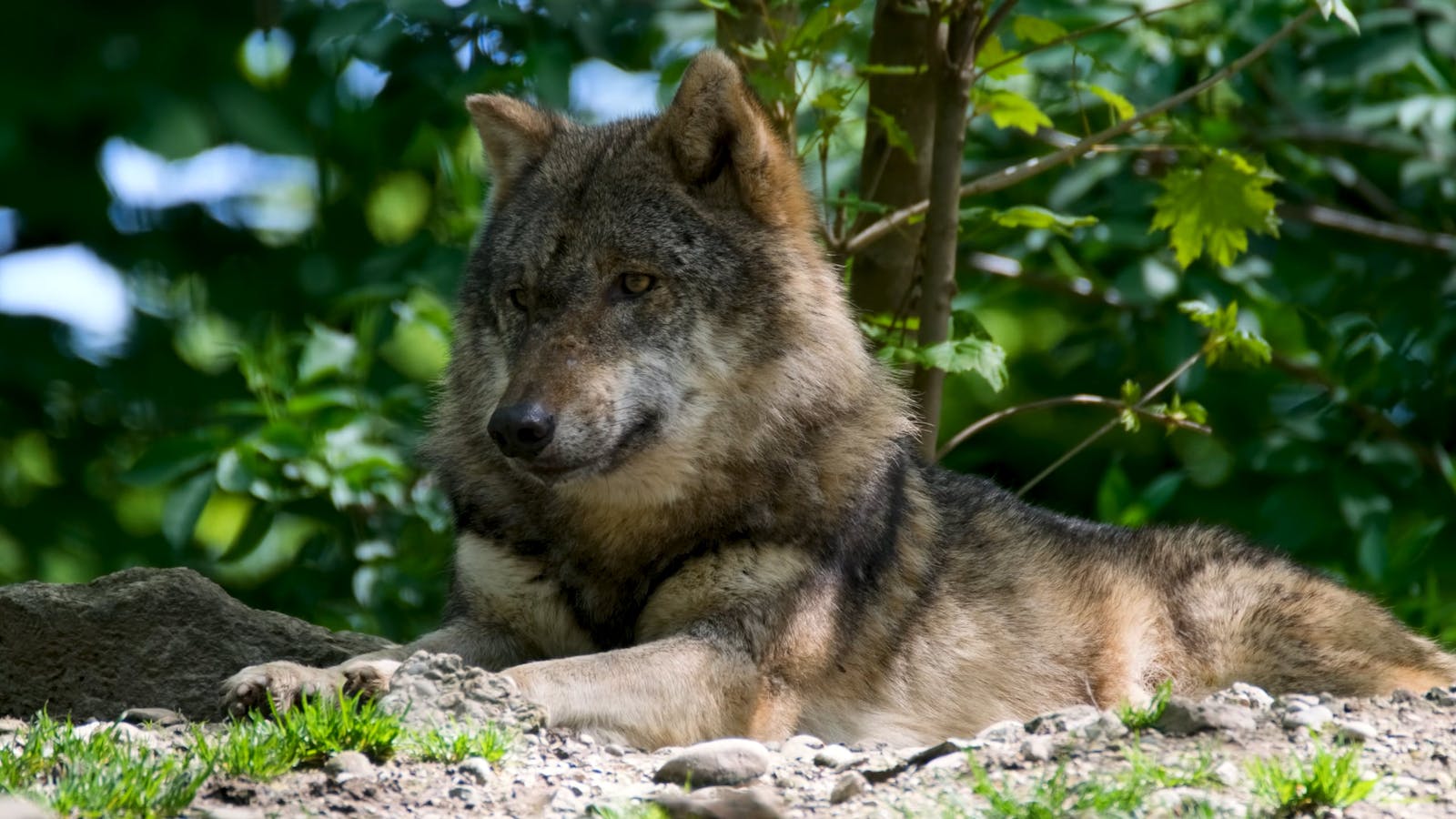 Dangerous Wolf Videos, Download The BEST Free 4k Stock Video Footage ...