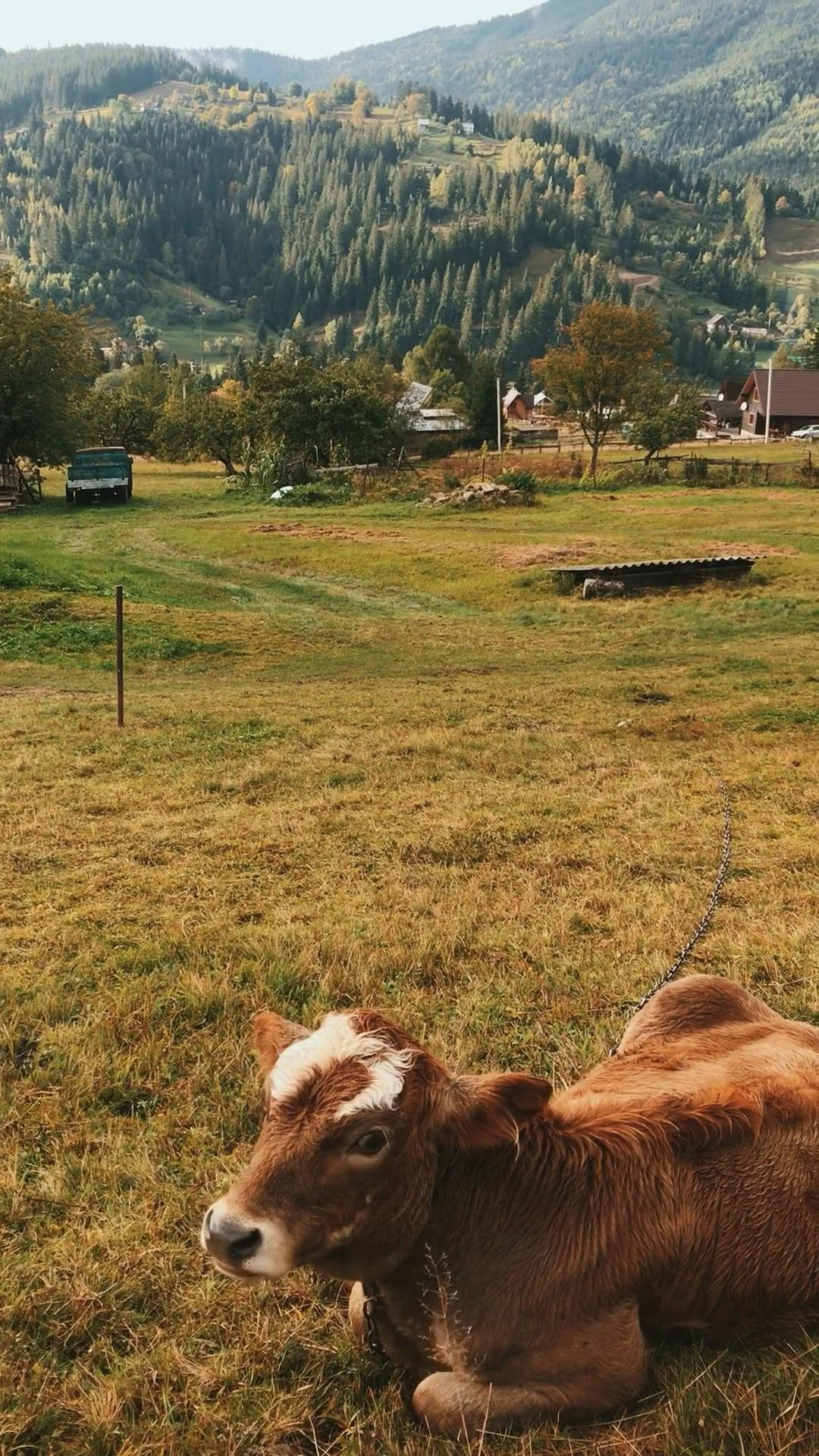 Fleckvieh Calf with Mother Cow Free Stock Video Footage, Royalty-Free ...