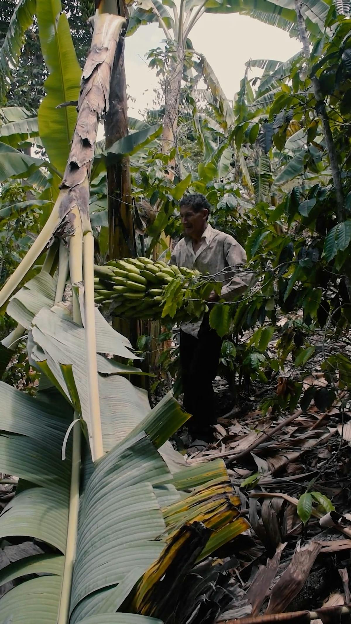 Banana Ripening Videos, Download The BEST Free 4k Stock Video Footage ...