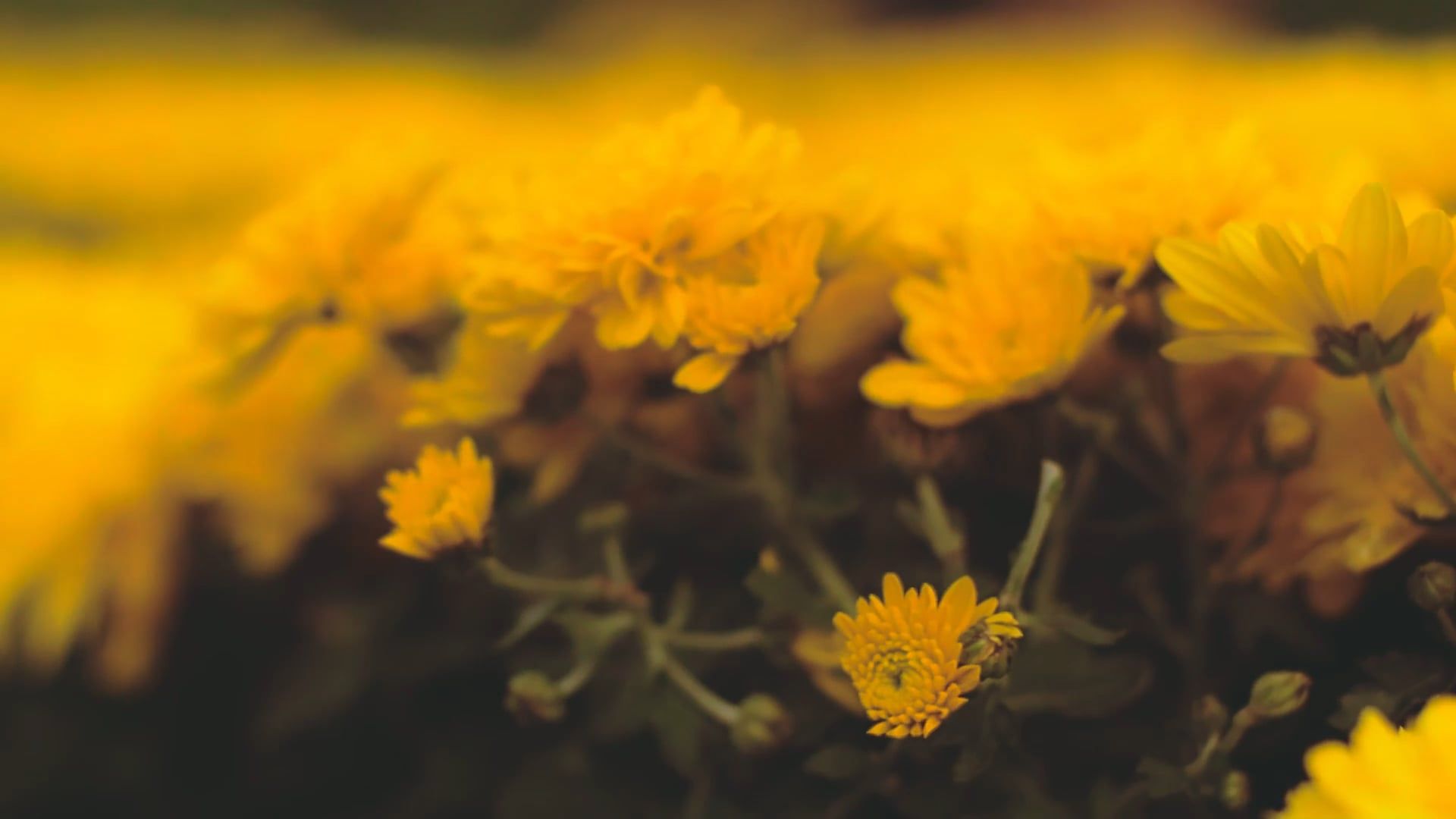 Close-Up Video of Yellow Flowers · Free Stock Video