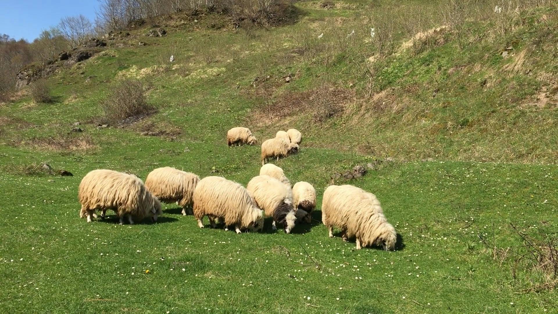 Cafe Sheep Videos, Download The BEST Free 4k Stock Video Footage & Cafe ...