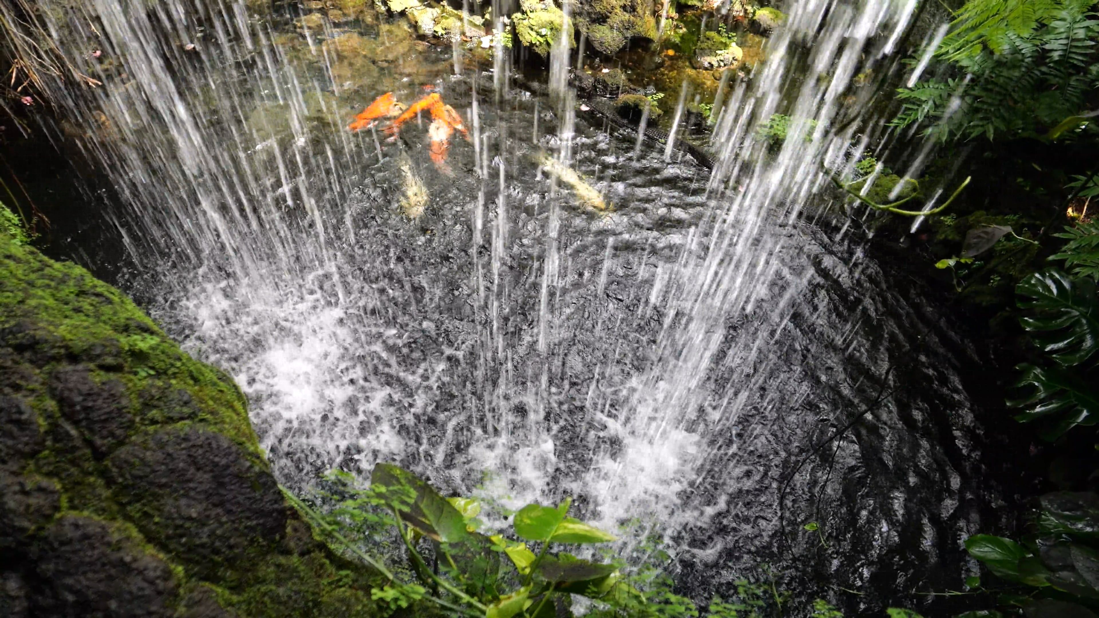 A waterfall in a tropical jungle with fish Free Stock Video Footage ...