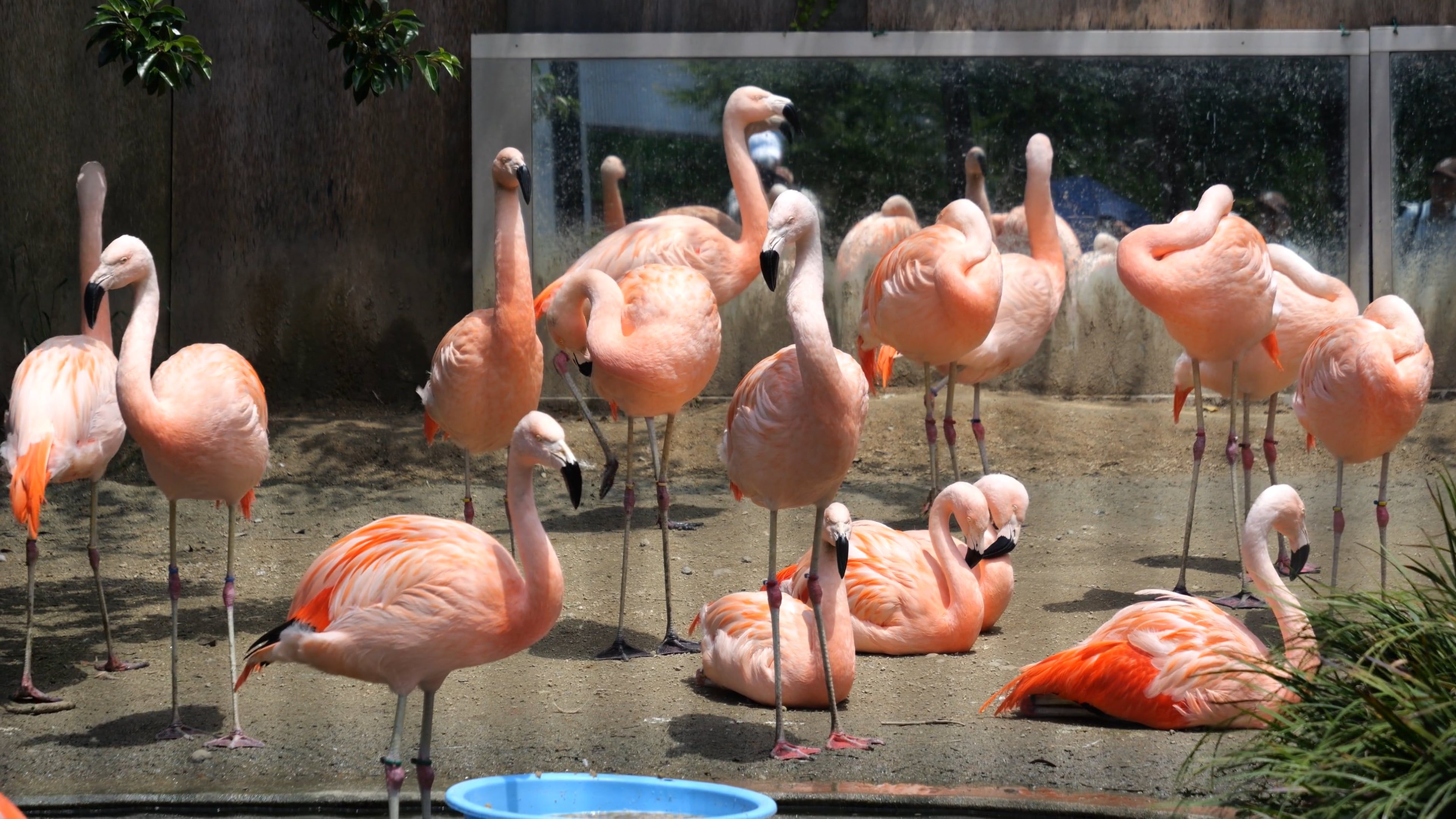 Zoo Mirror Videos, Download The BEST Free 4k Stock Video Footage & Zoo ...