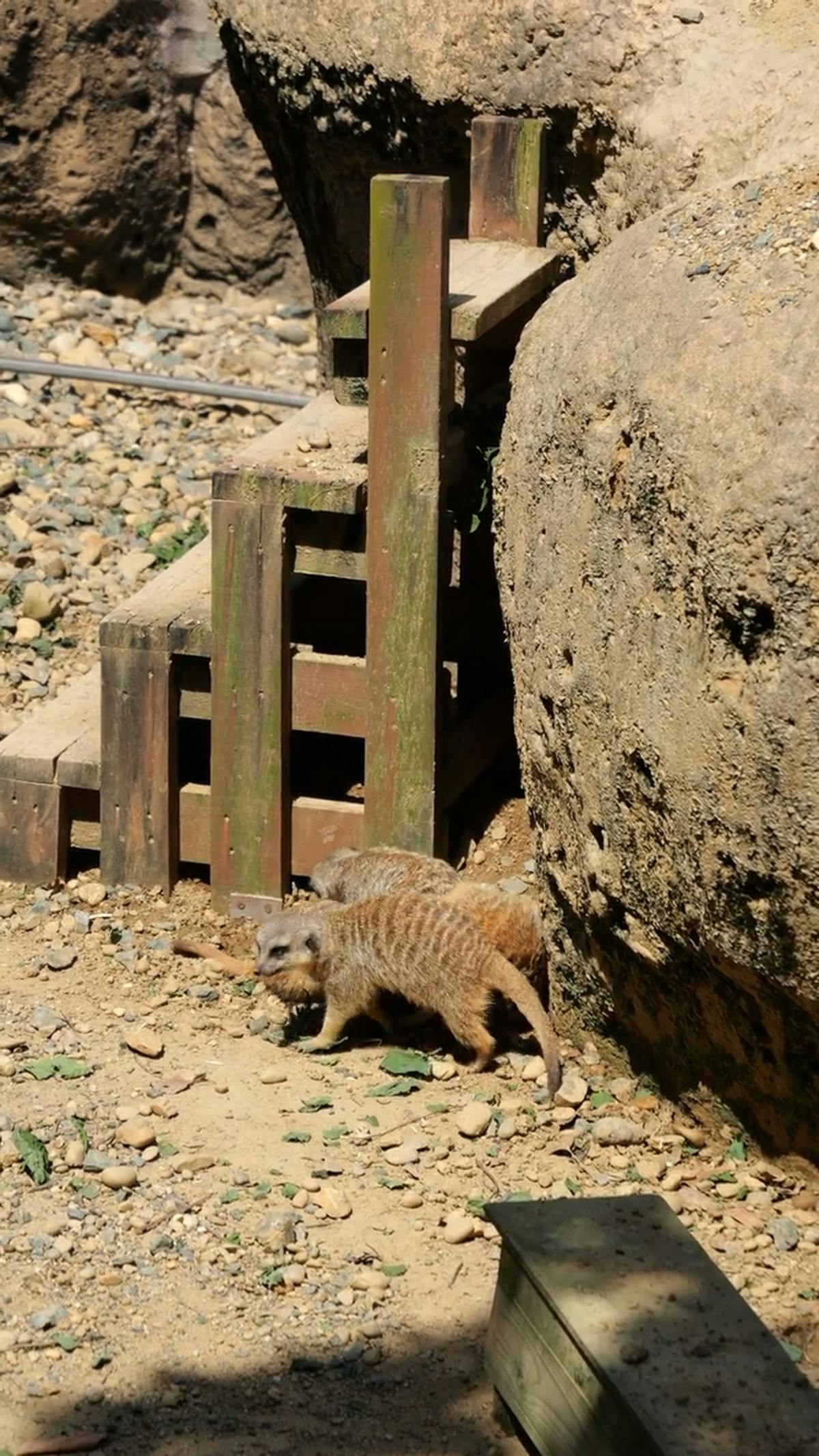 Weasel Videos, Download The BEST Free 4k Stock Video Footage & Weasel ...