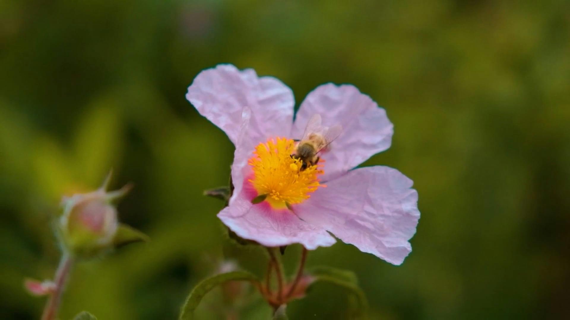 Flower Scanner Videos, Download The BEST Free 4k Stock Video Footage ...