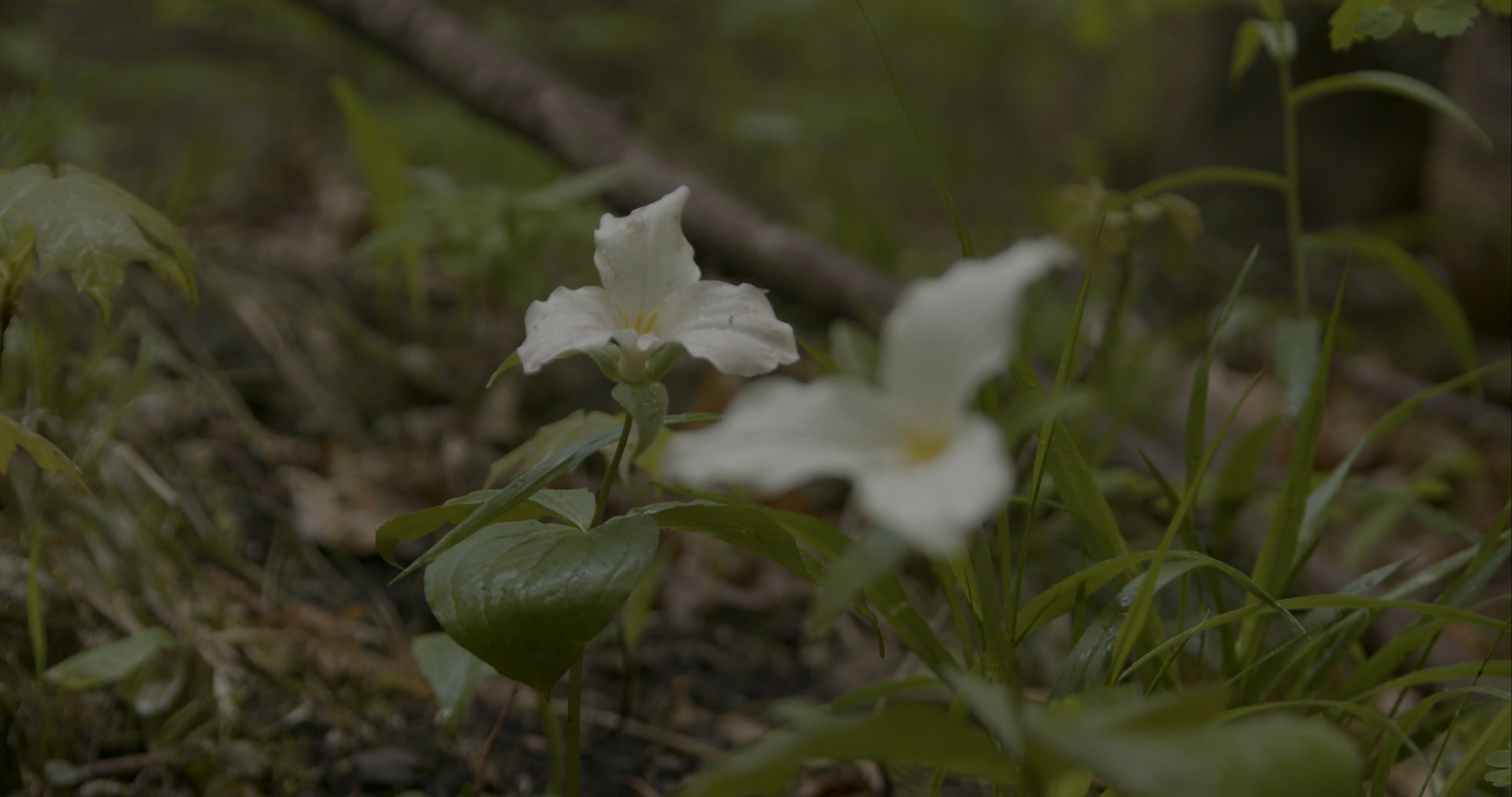 Trillium Plant Ontario Videos, Download The BEST Free 4k Stock Video ...