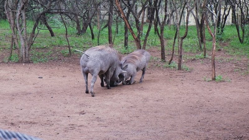 Wild Animals Fighting Videos, Download The BEST Free 4k Stock Video ...