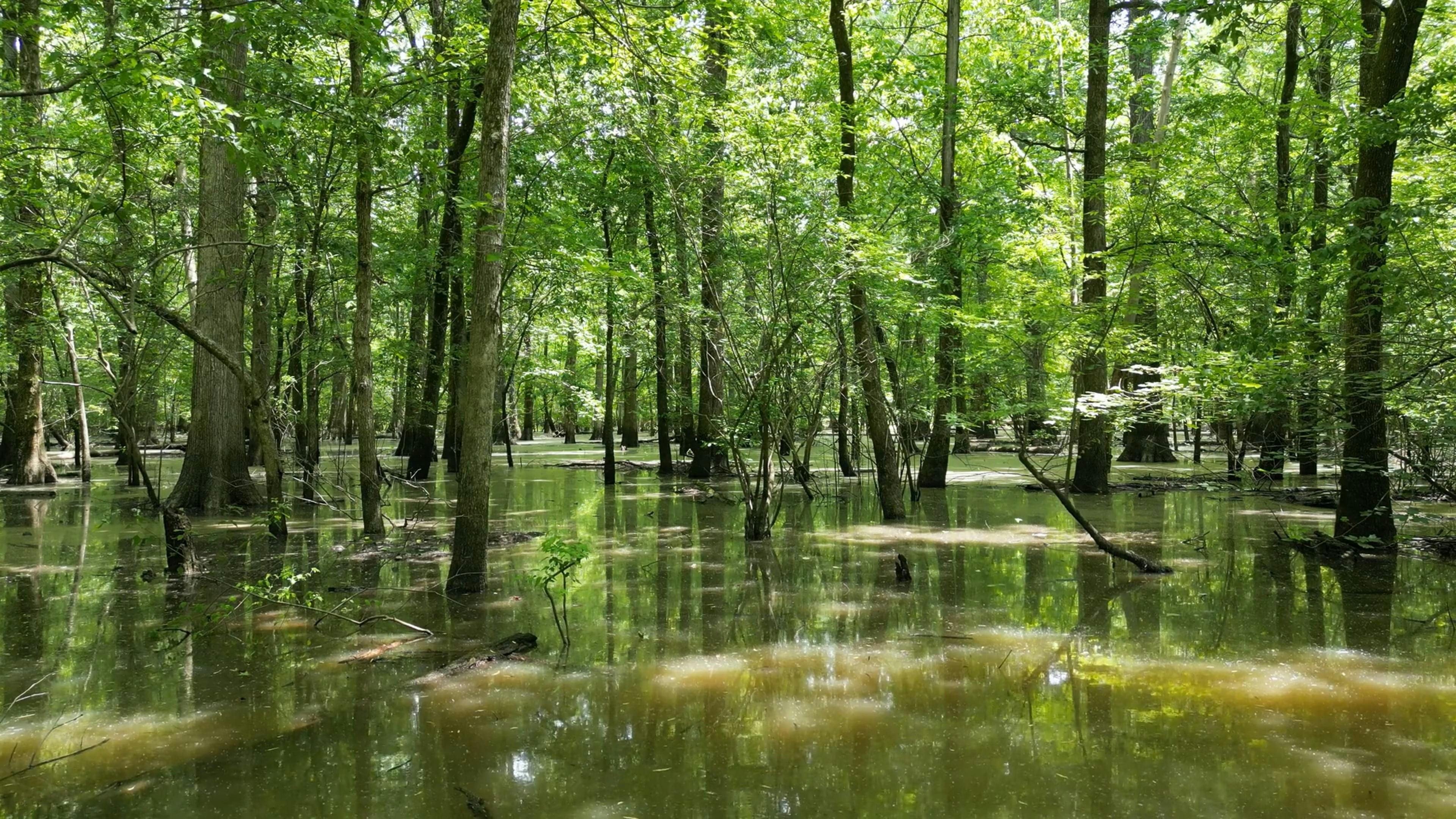 Elk In Forest Videos, Download The BEST Free 4k Stock Video Footage ...