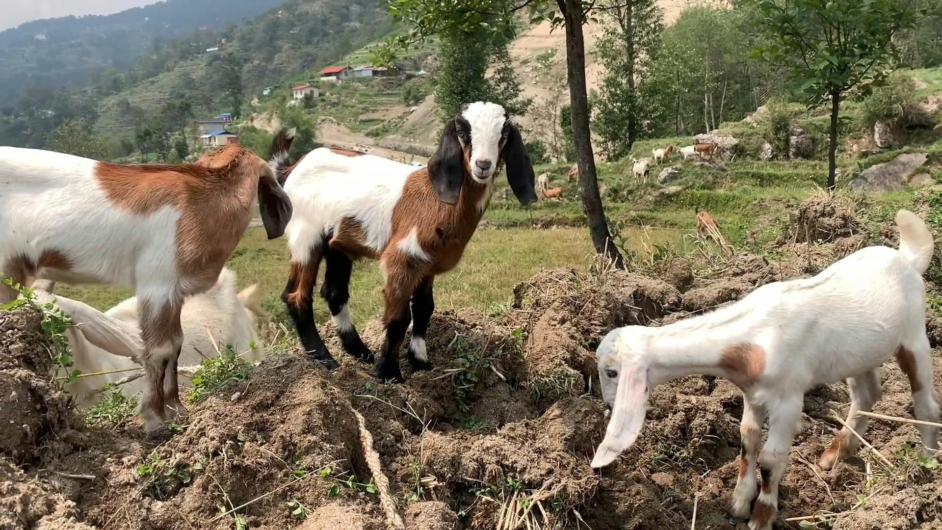 Goats are grazing in the dirt on a hillside Free Stock Video Footage ...