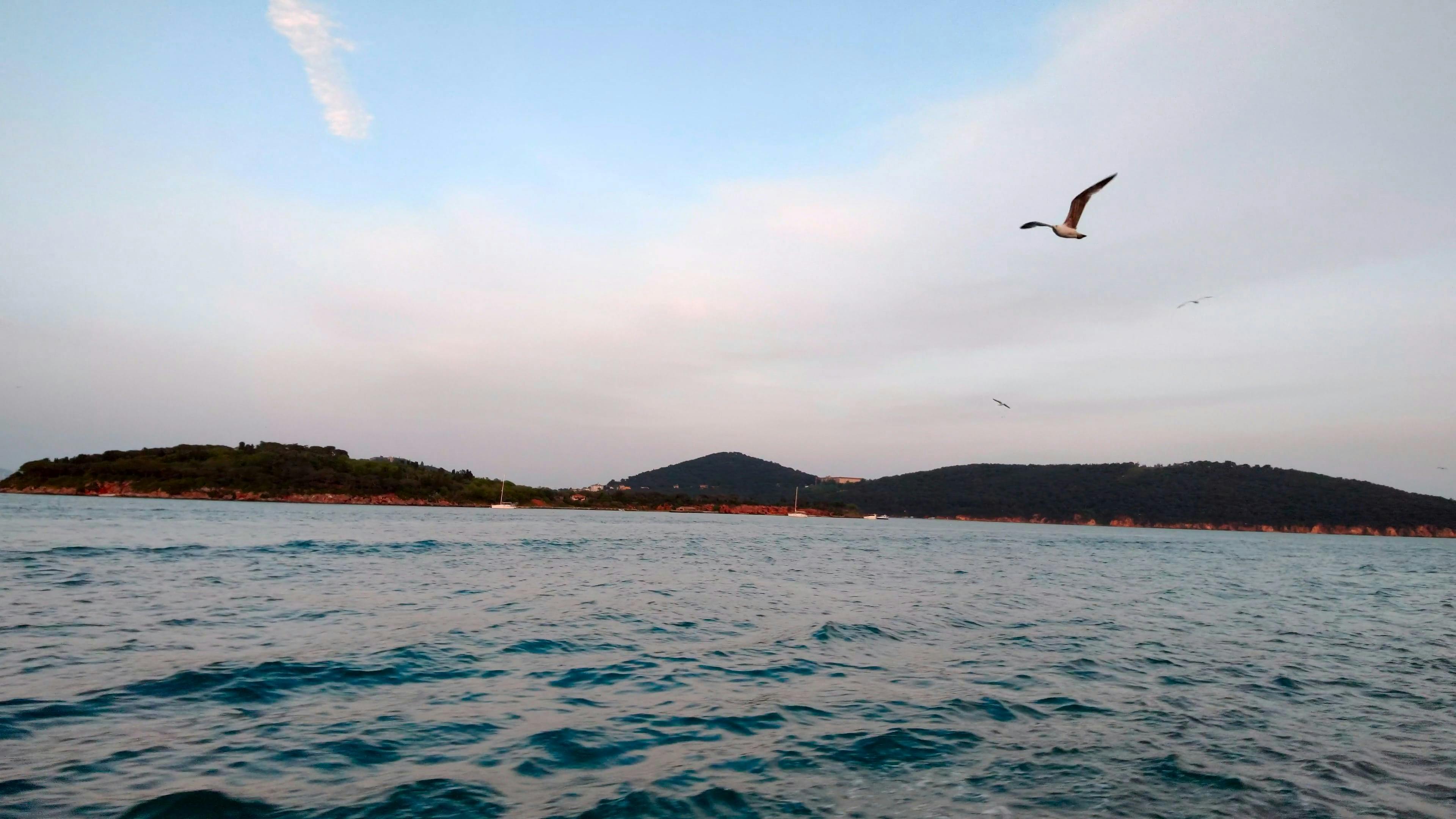 Birds Flying over Sea in Istanbul during Overcast Free Stock Video ...