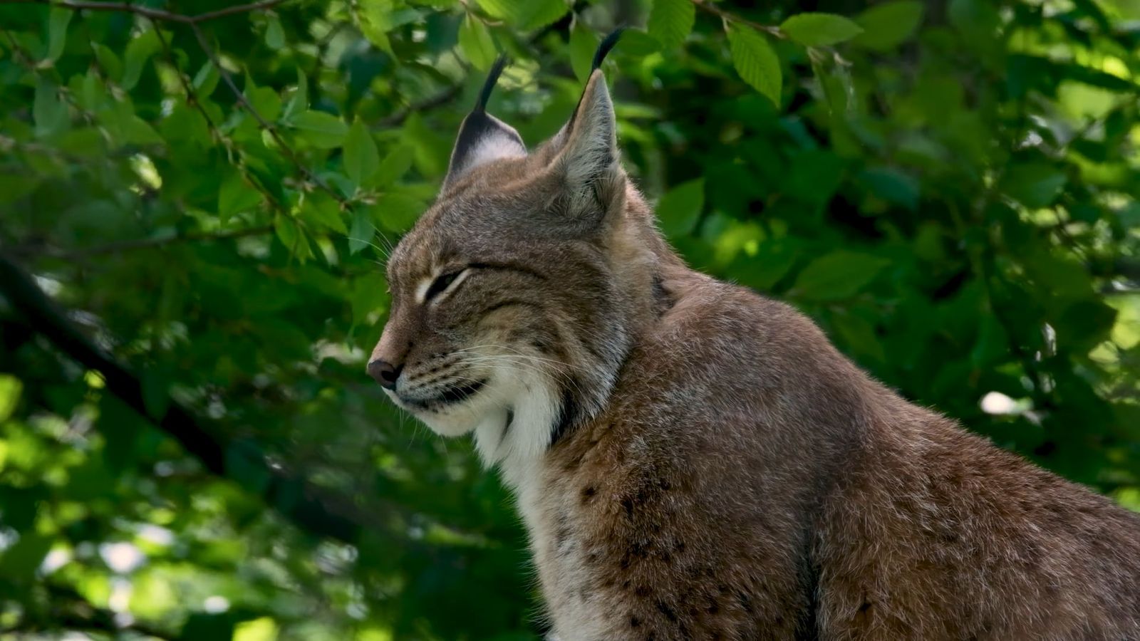 Lynx Growl Videos, Download The BEST Free 4k Stock Video Footage & Lynx ...