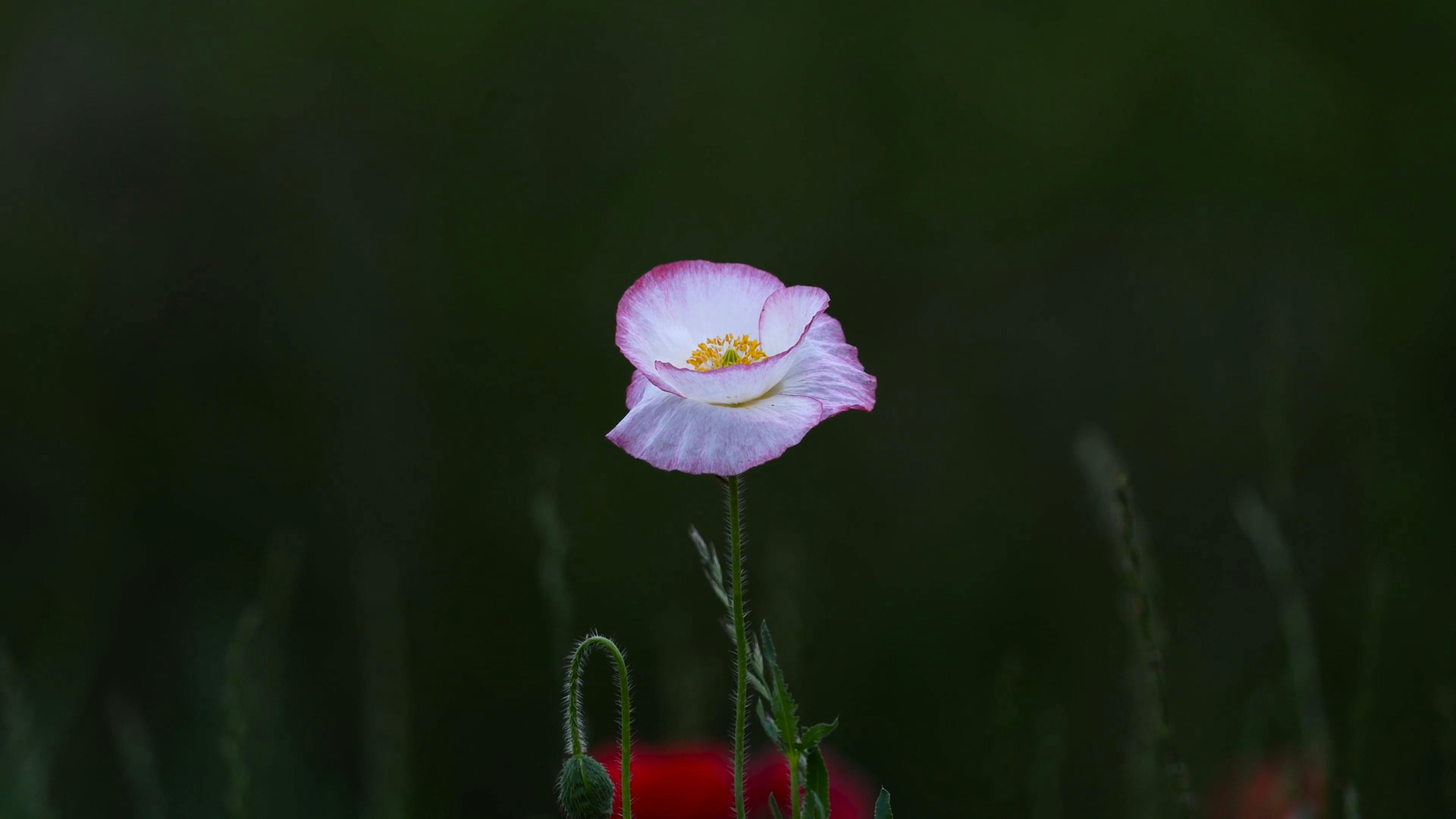 A single white poppy flower in the middle of a field Free Stock Video ...