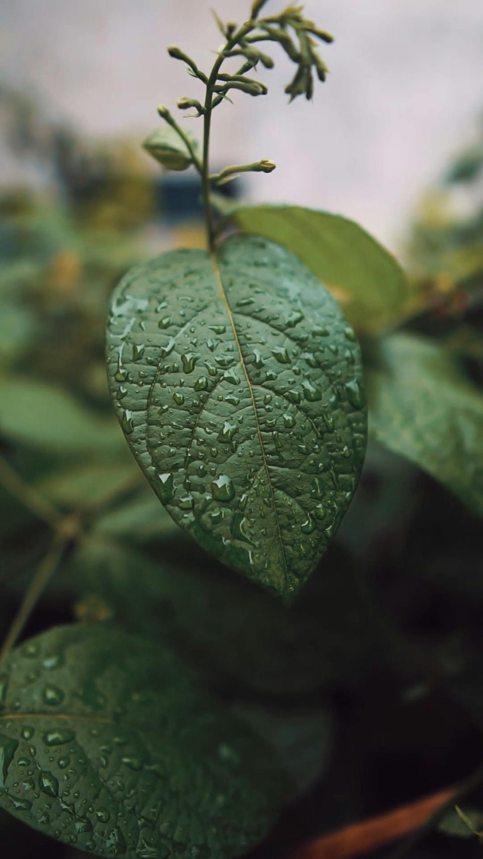 Leafs Videos, Download The BEST Free 4k Stock Video Footage & Leafs HD ...