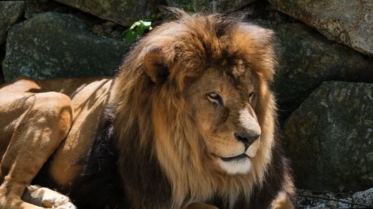 Wild Lion Videos, Download The BEST Free 4k Stock Video Footage & Wild ...