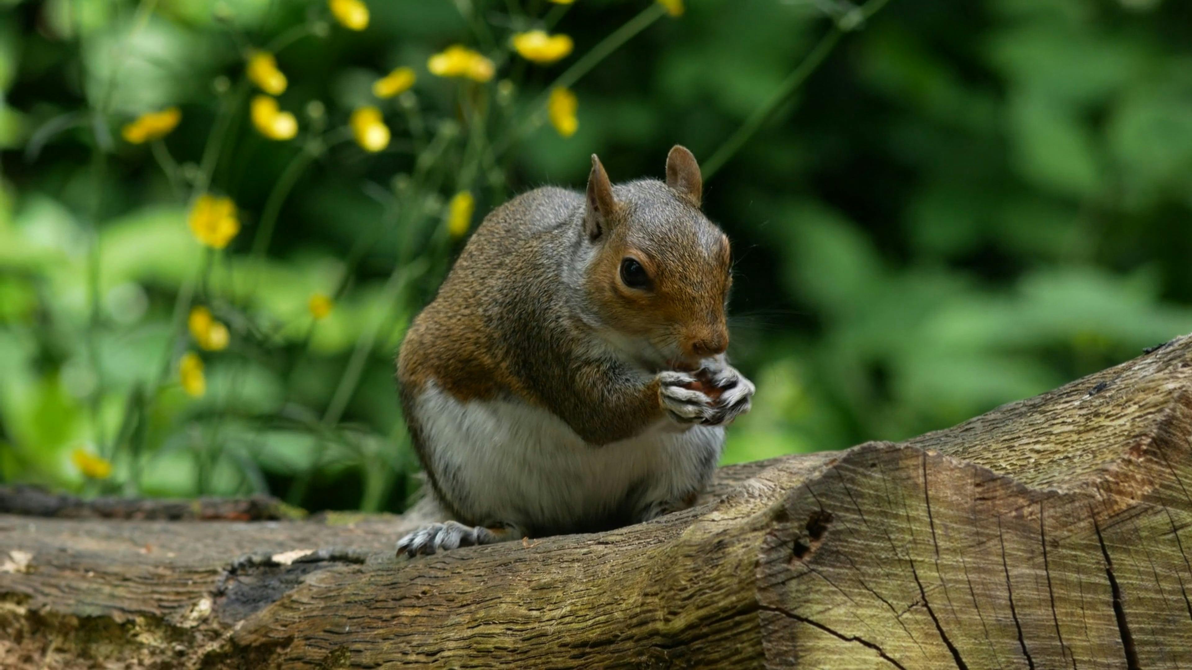 Scampering Videos, Download The BEST Free 4k Stock Video Footage ...