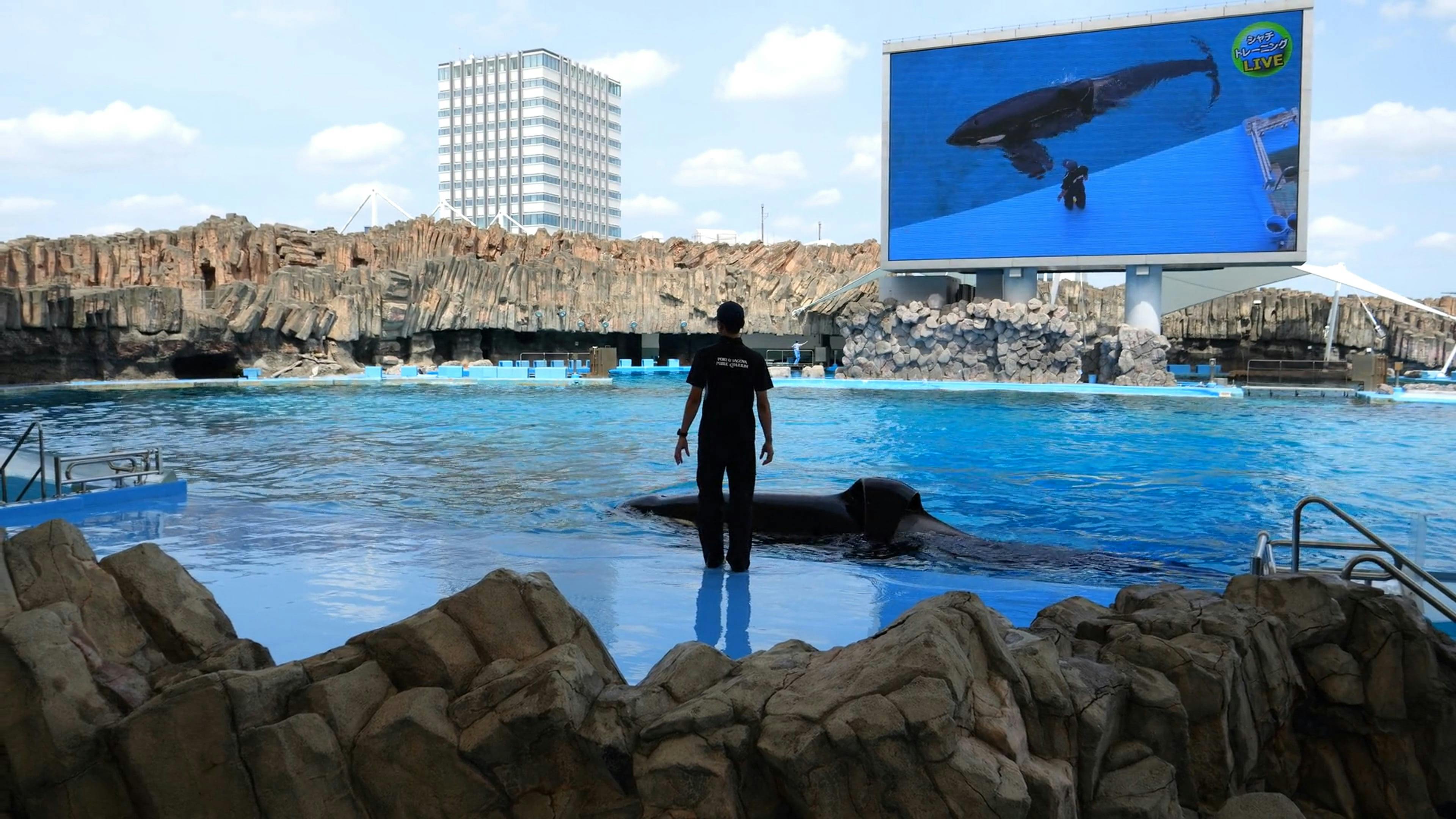 Orca Videos, Download The BEST Free 4k Stock Video Footage & Orca HD ...