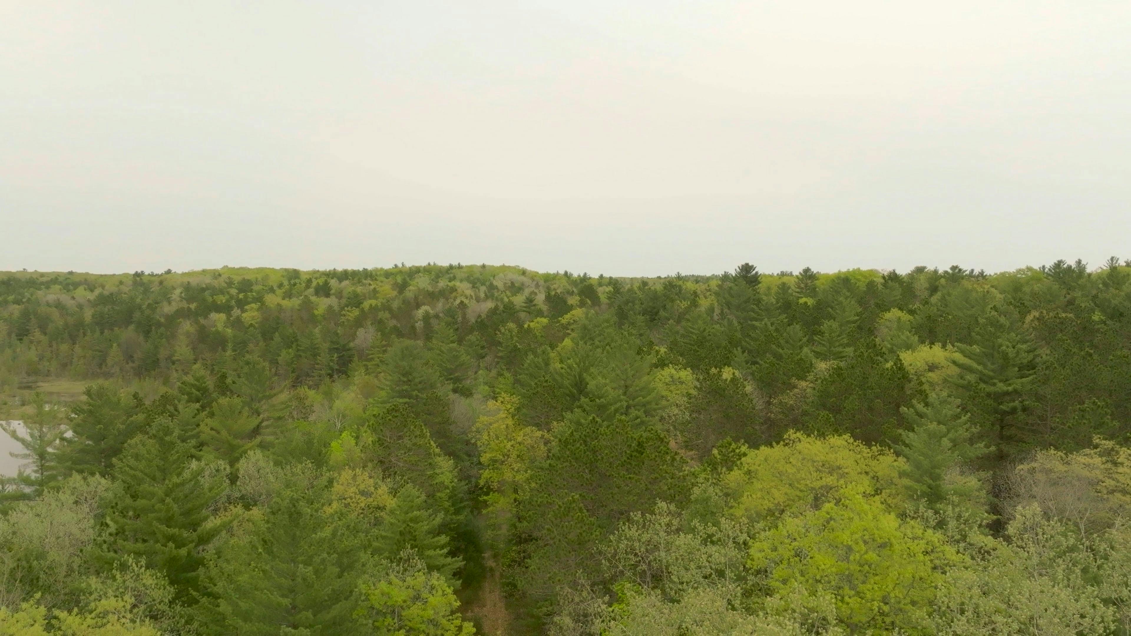 Nature In Forest Videos, Download The BEST Free 4k Stock Video Footage & Nature In Forest HD ...