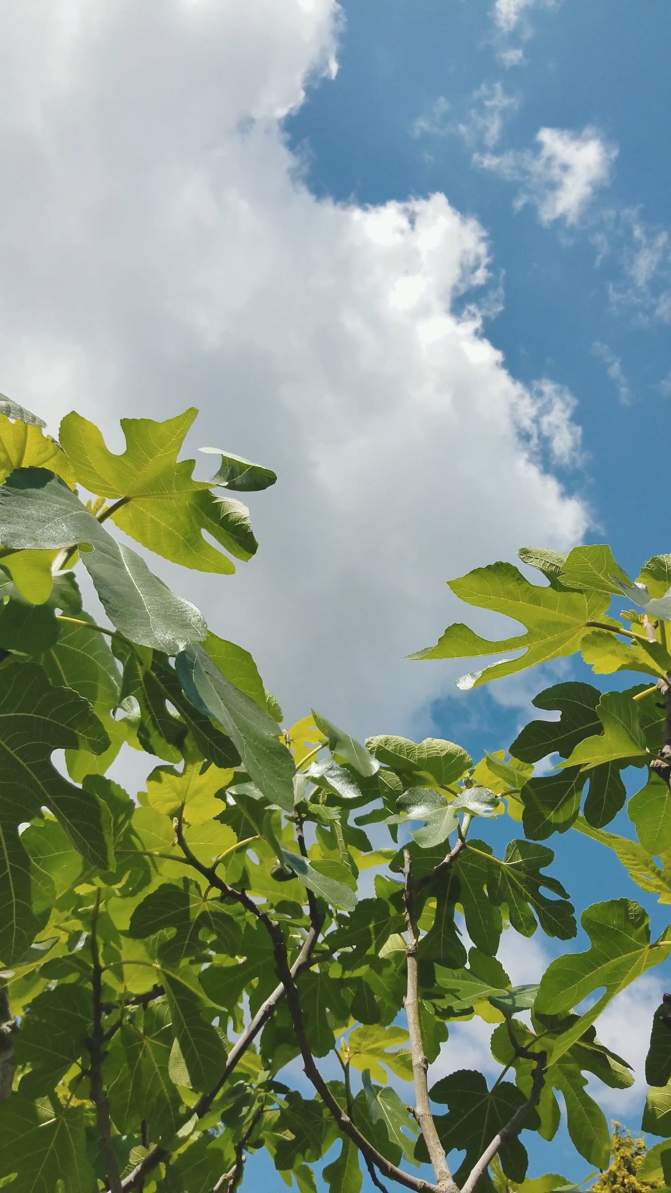 fig tree and blue sky Free Stock Video Footage, Royalty-Free 4K & HD ...