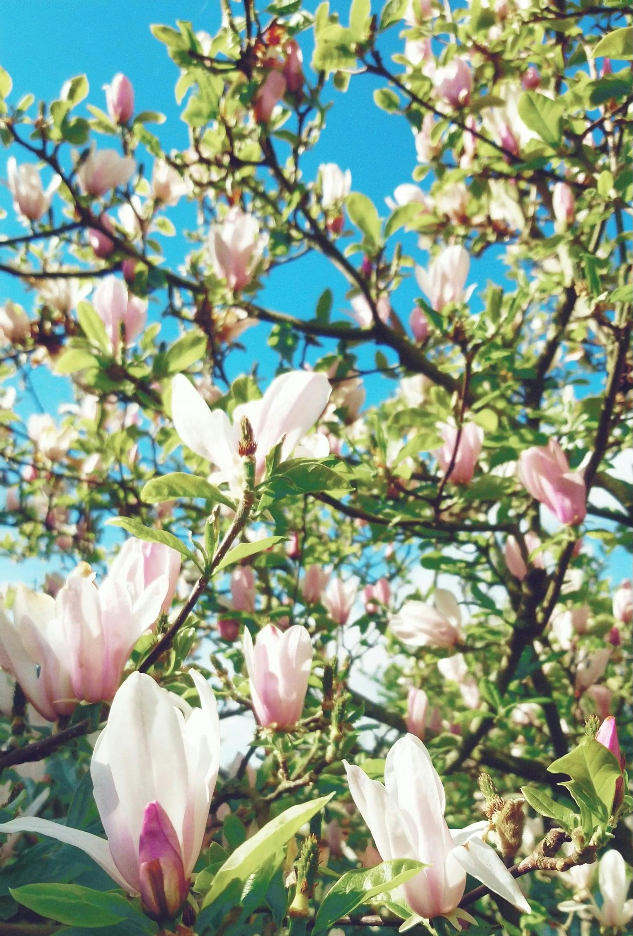 magnolia Free Stock Video Footage, Royalty-Free 4K & HD Video Clip