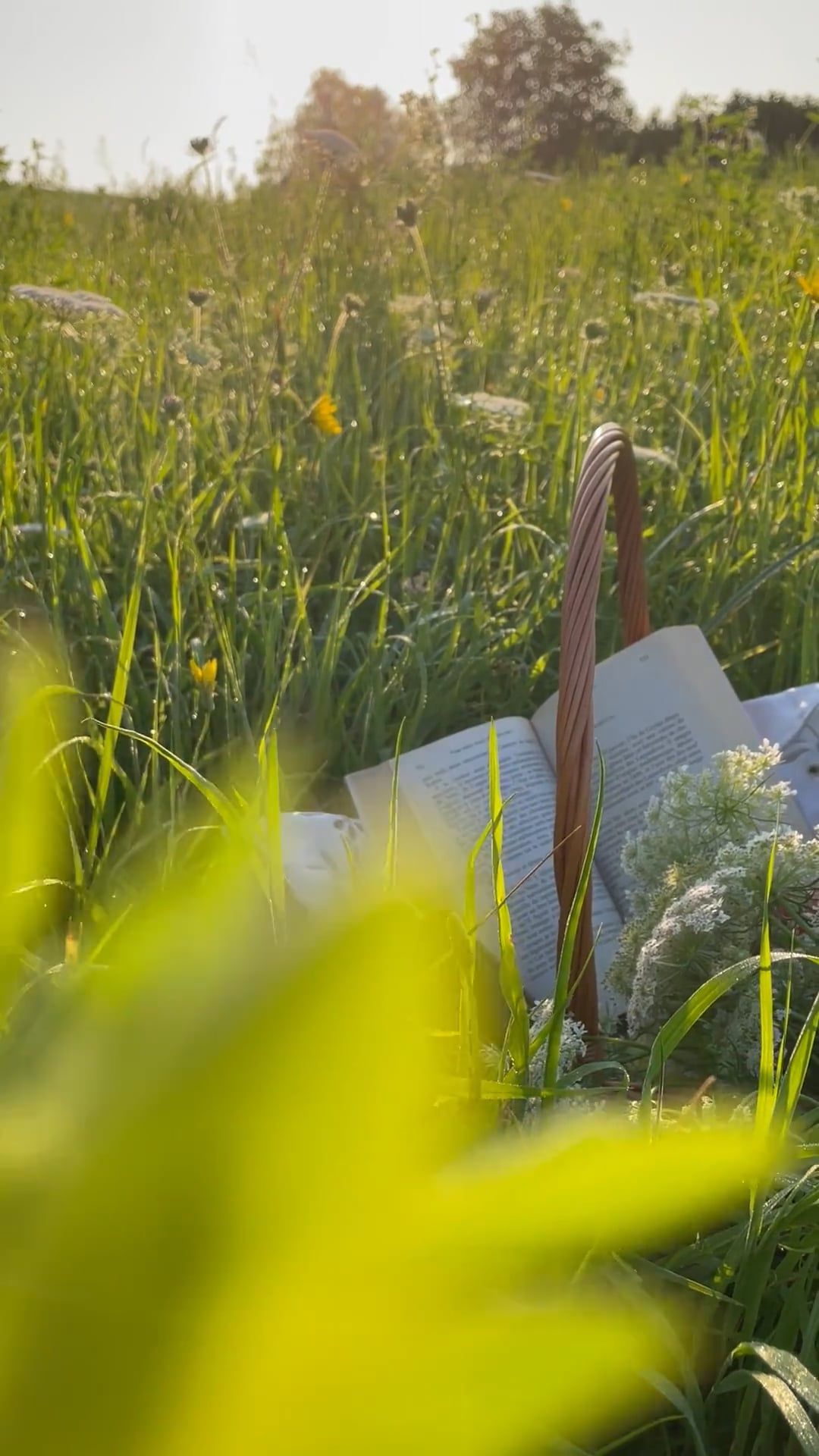A basket of flowers and a book in a field Free Stock Video Footage ...