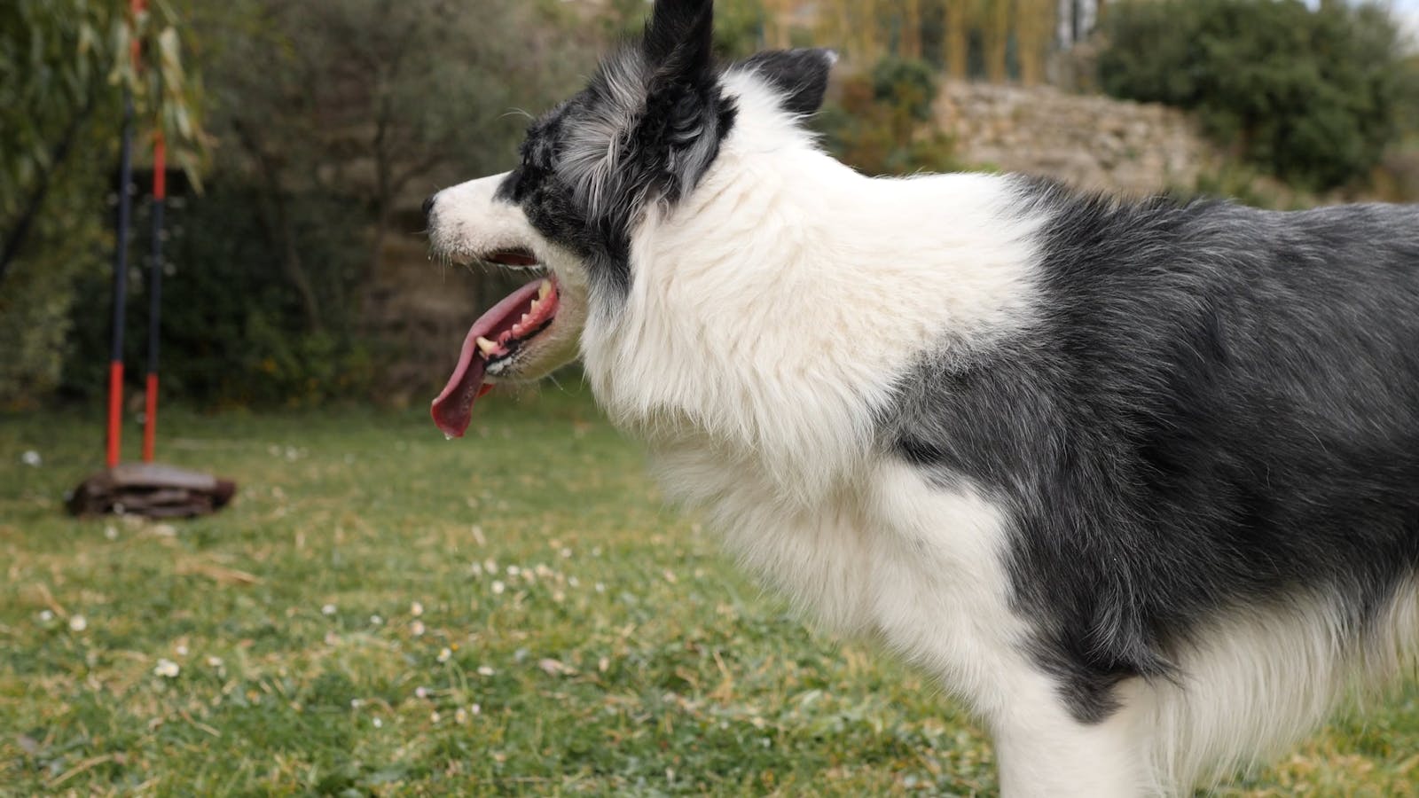 Black Dog 4k Wallpaper Videos, Download The BEST Free 4k Stock Video ...