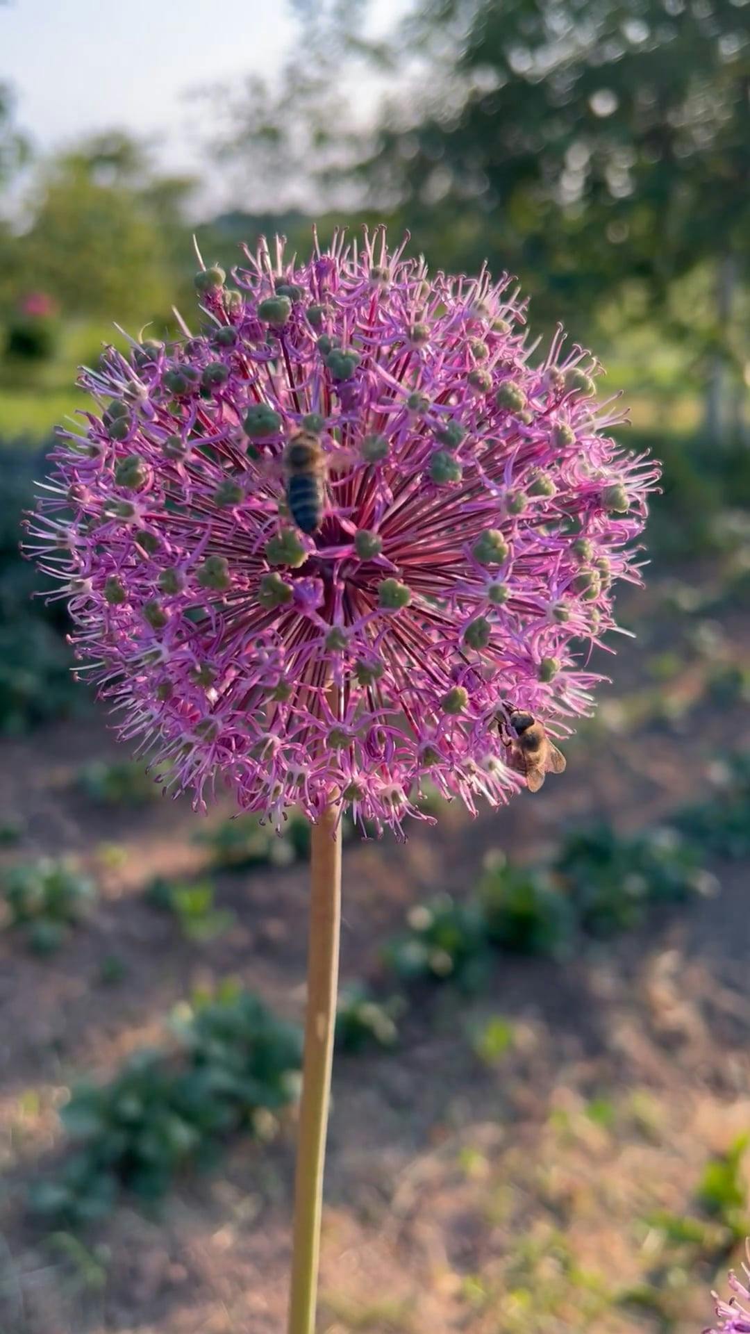 Bees Pollinating an Allium Flower Free Stock Video Footage, Royalty ...