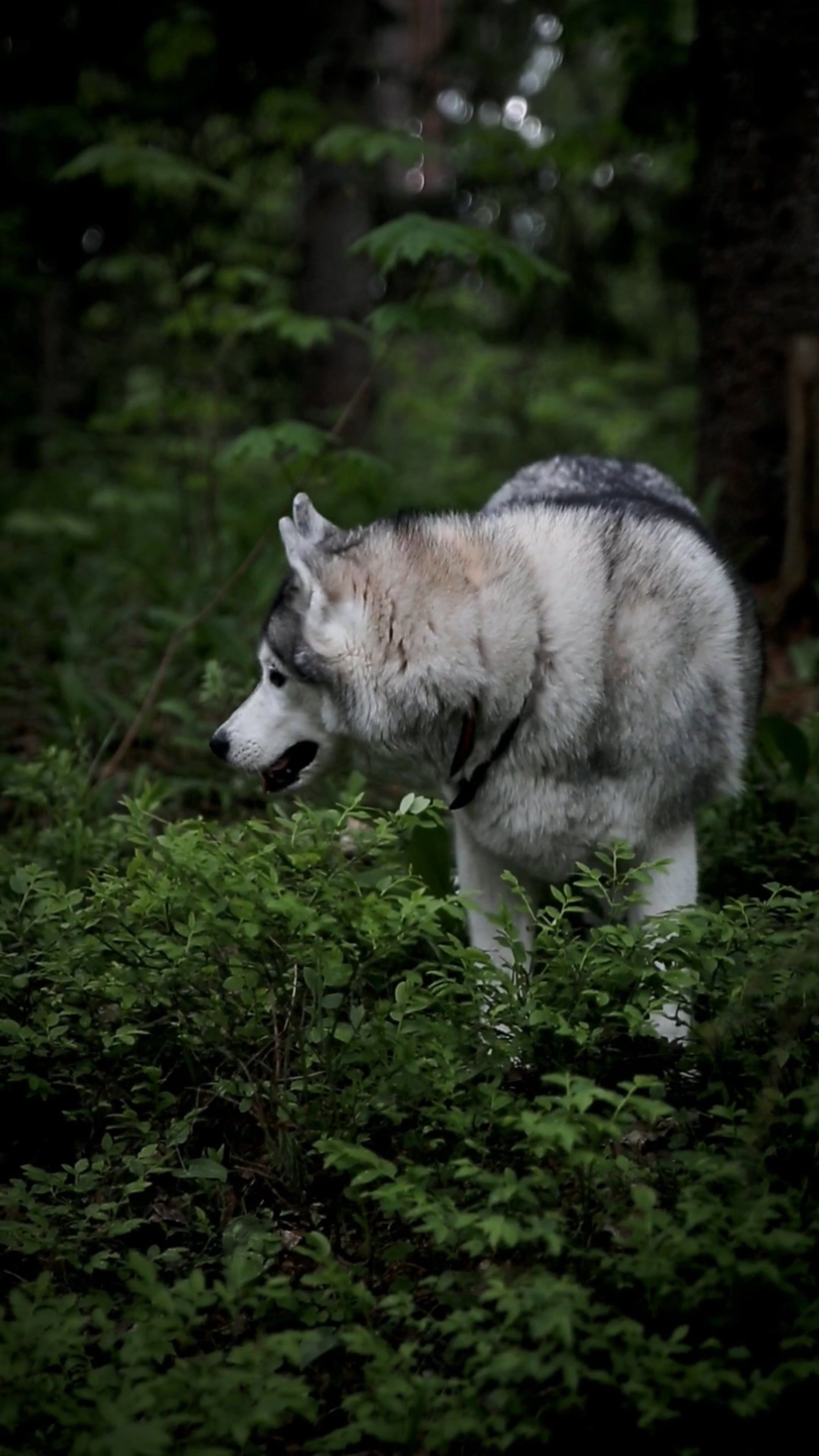 A husky dog standing in the woods with a tree in the background Free ...