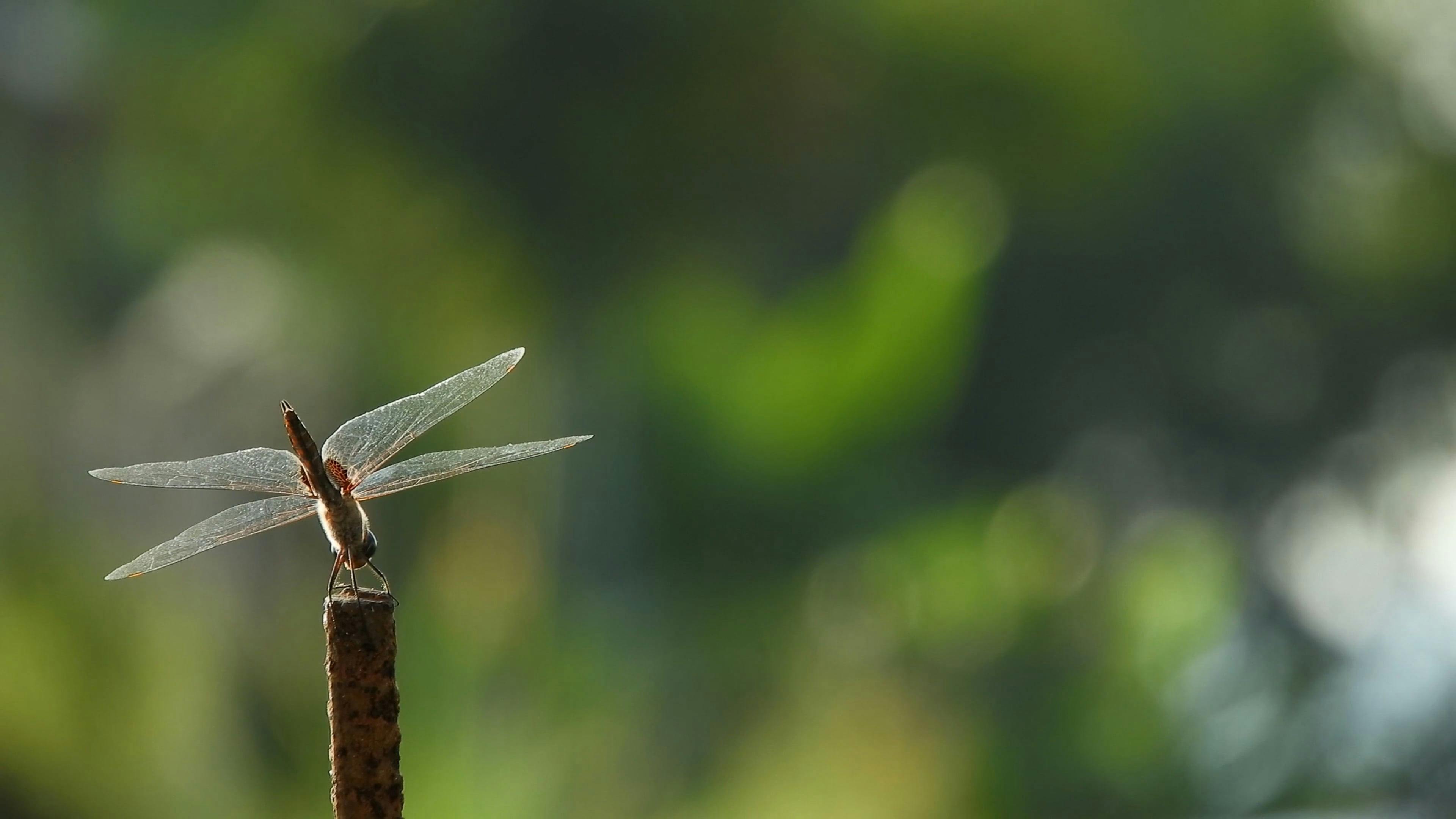 NATURALEZA, VARIAS, INSECTOS, ARAÑAS,HORMIGAS,COLOMBIA, Free Stock ...