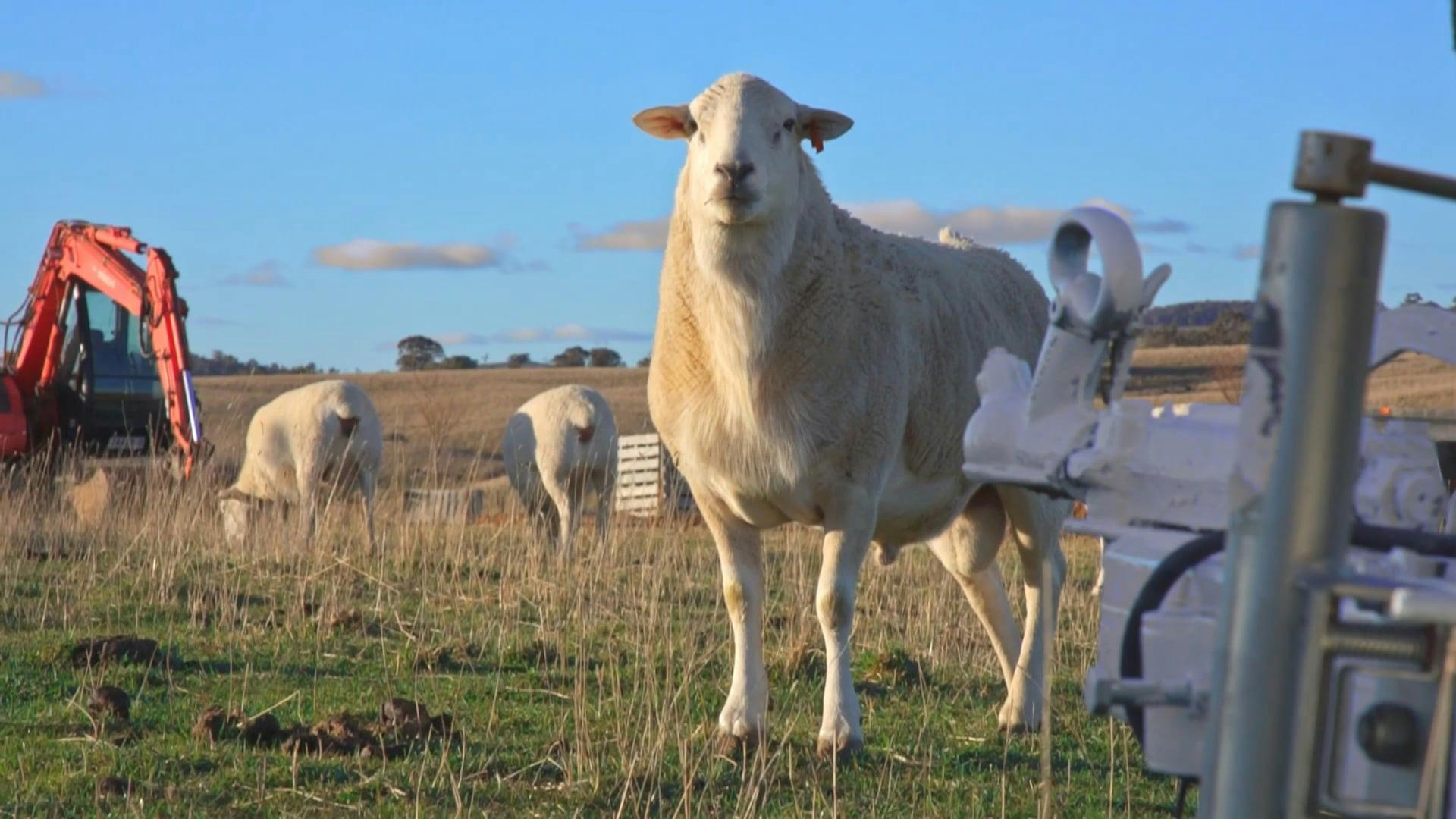 A sheep standing in a field with a tractor Free Stock Video Footage ...