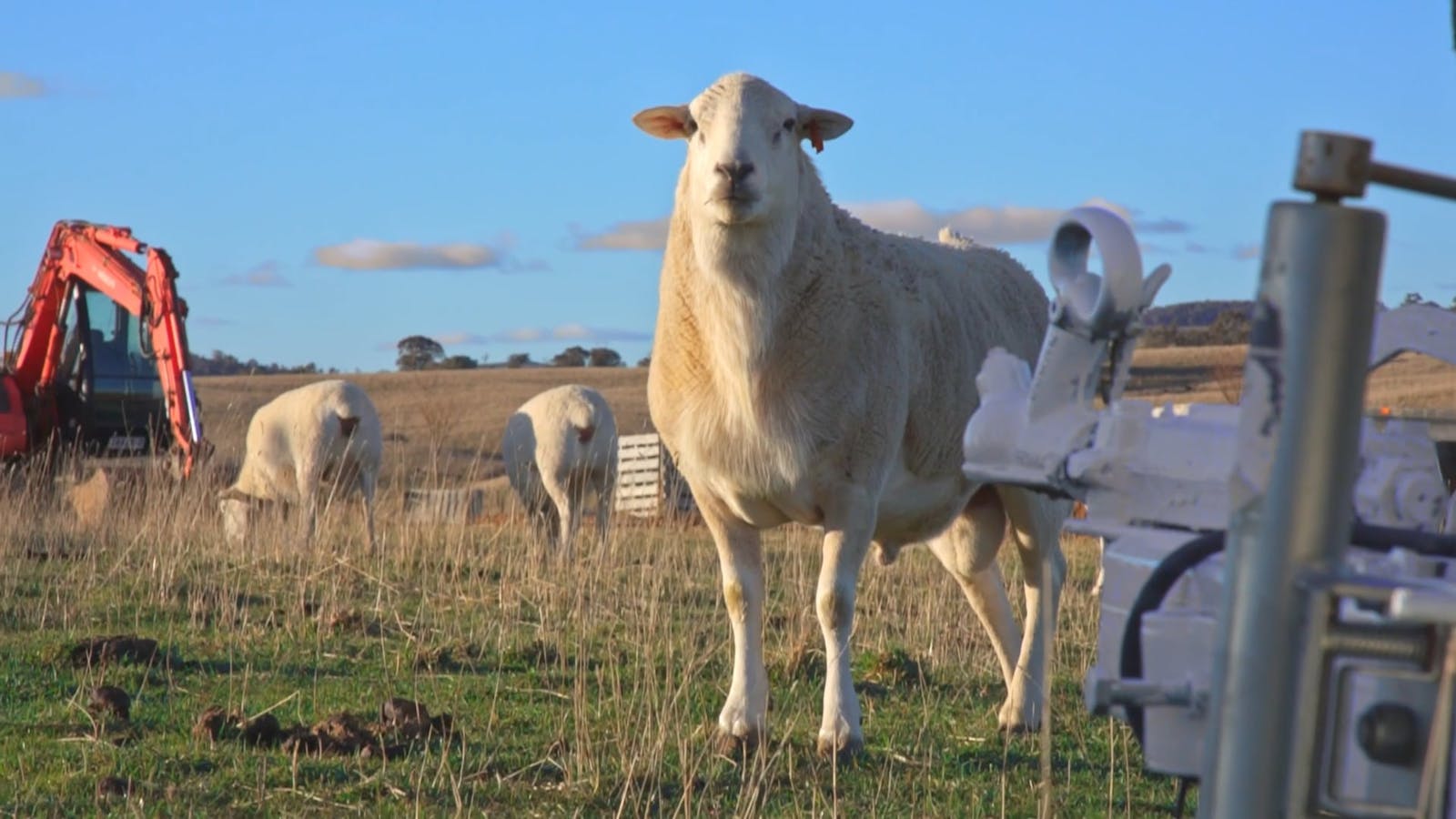Australian Sheep Videos, Download The BEST Free 4k Stock Video Footage ...