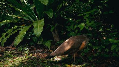 Mating Animals Videos, Download The BEST Free 4k Stock Video Footage ...