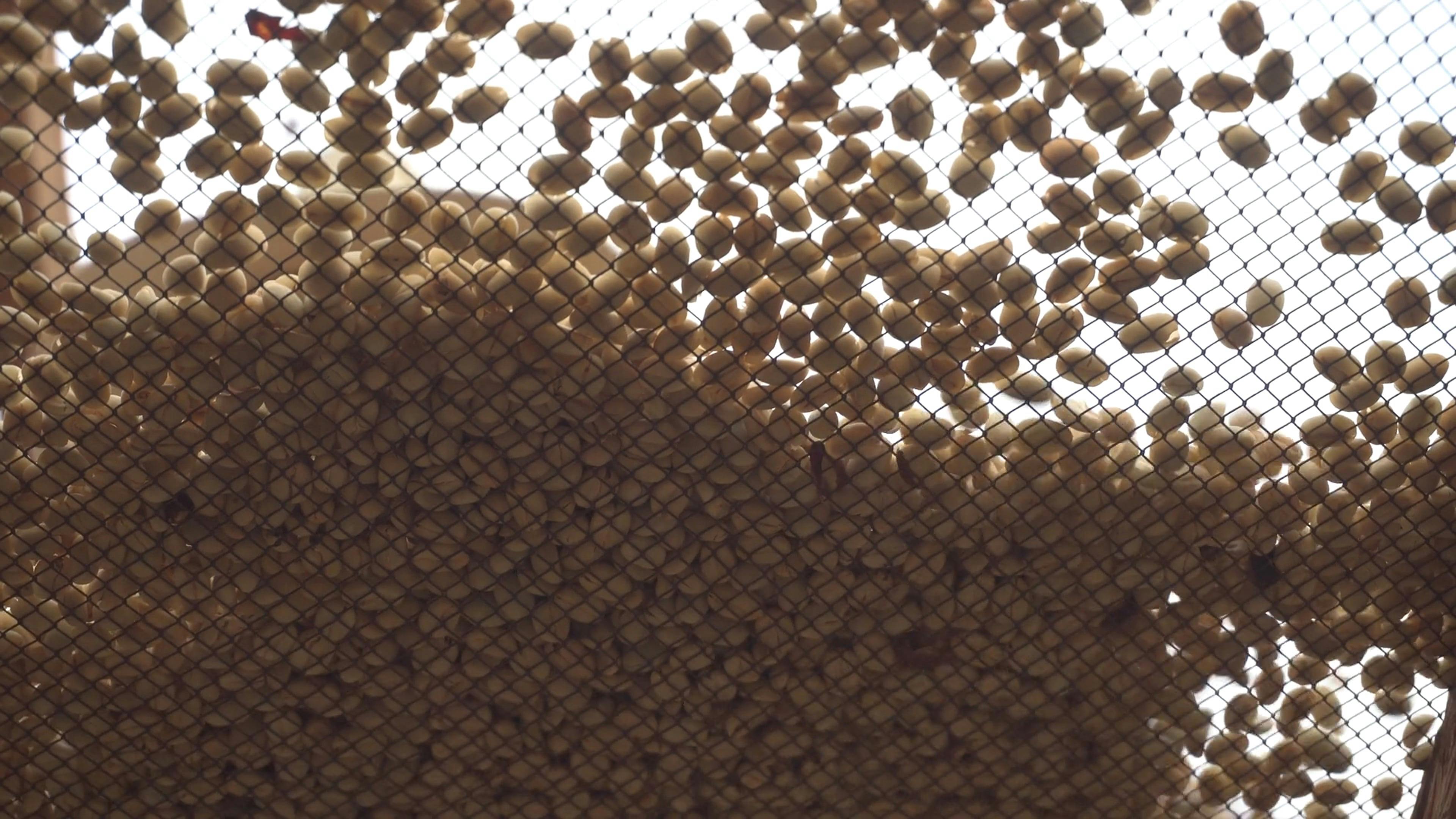 A man is looking through a net with seeds Free Stock Video Footage ...