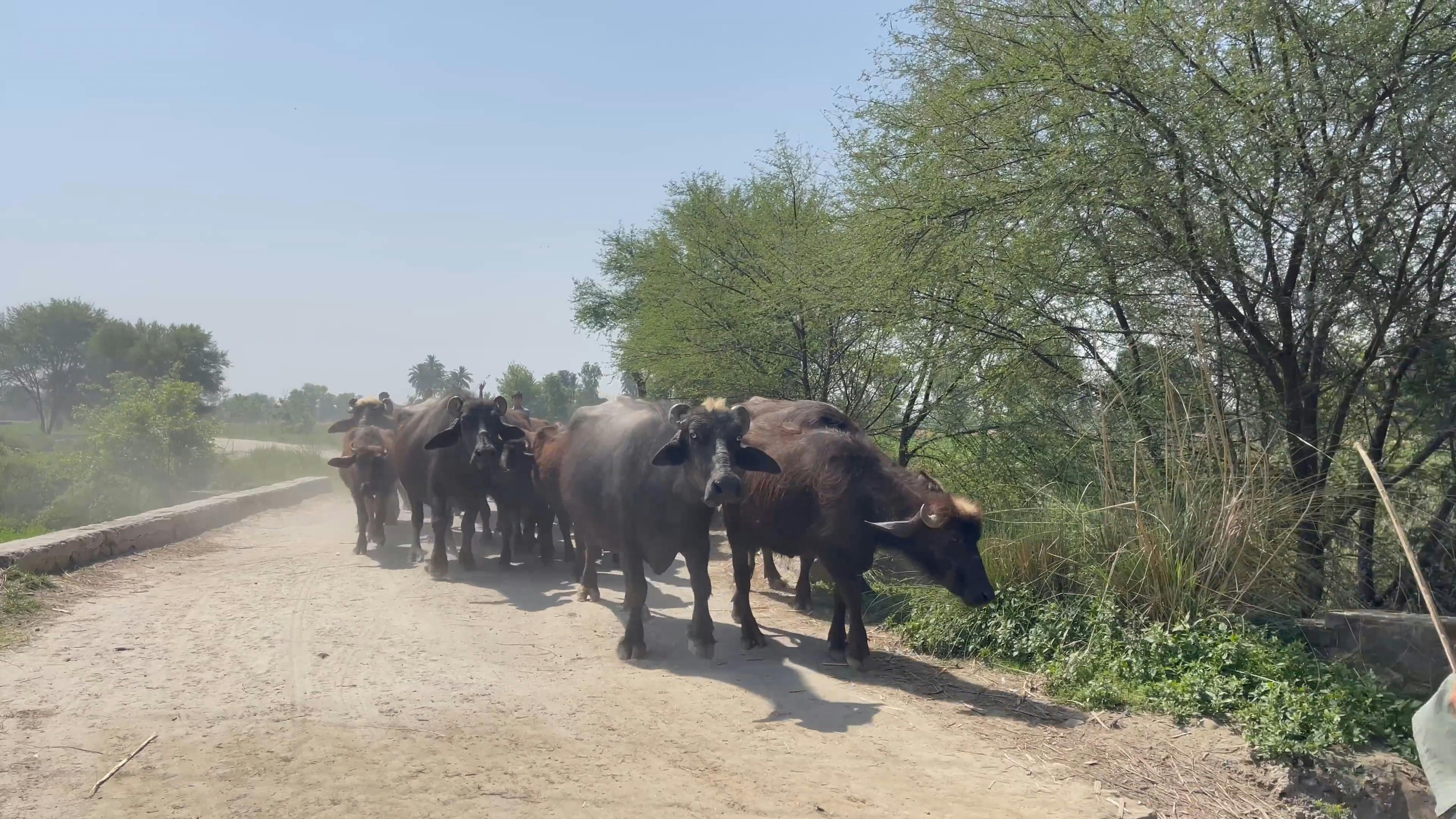 Pastoral Village Life with Farm Animals Free Stock Video Footage, Royalty-Free 4K & HD Video Clip