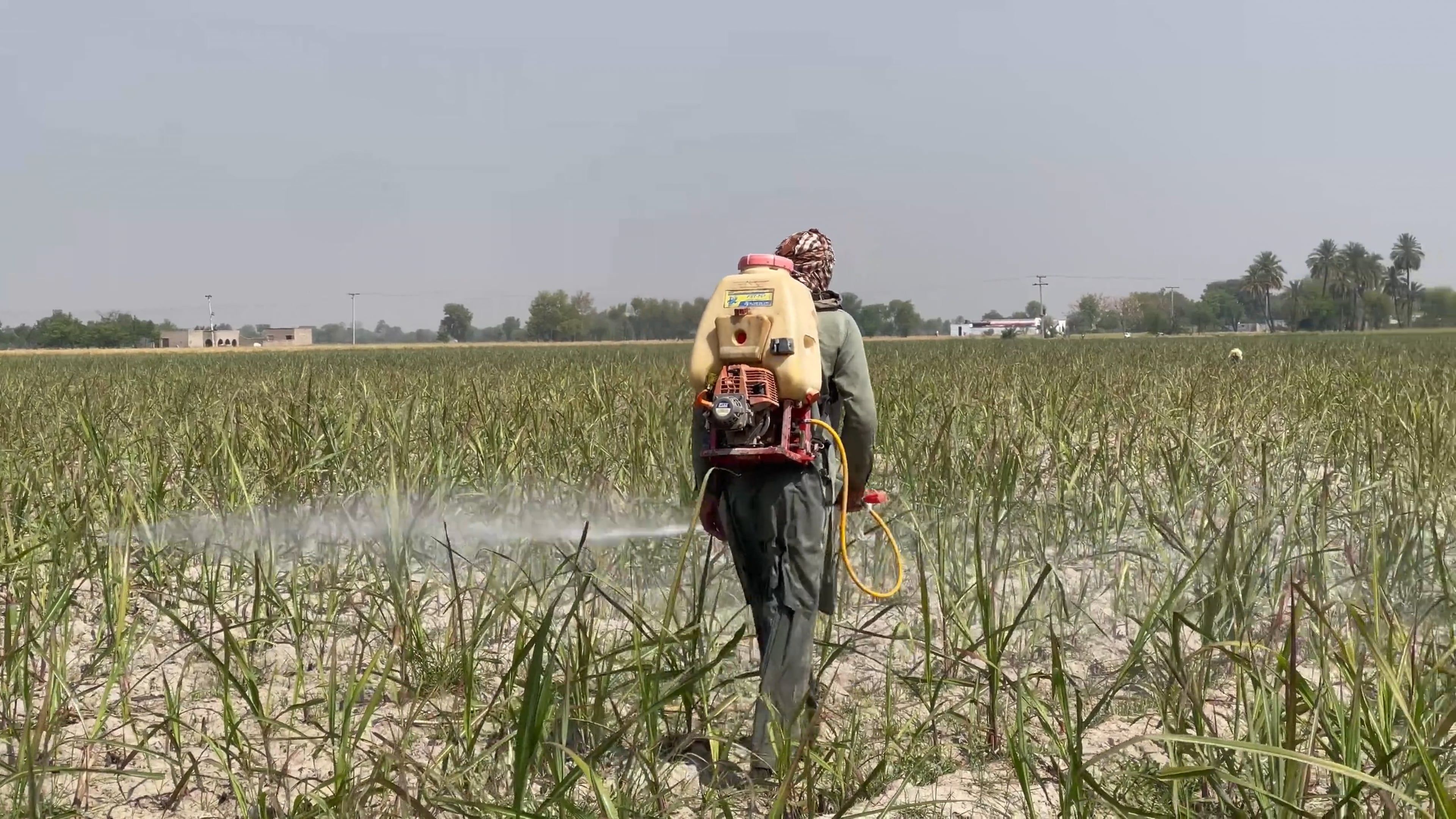 A Man Spraying Pesticides on Crops Free Stock Video Footage, Royalty ...