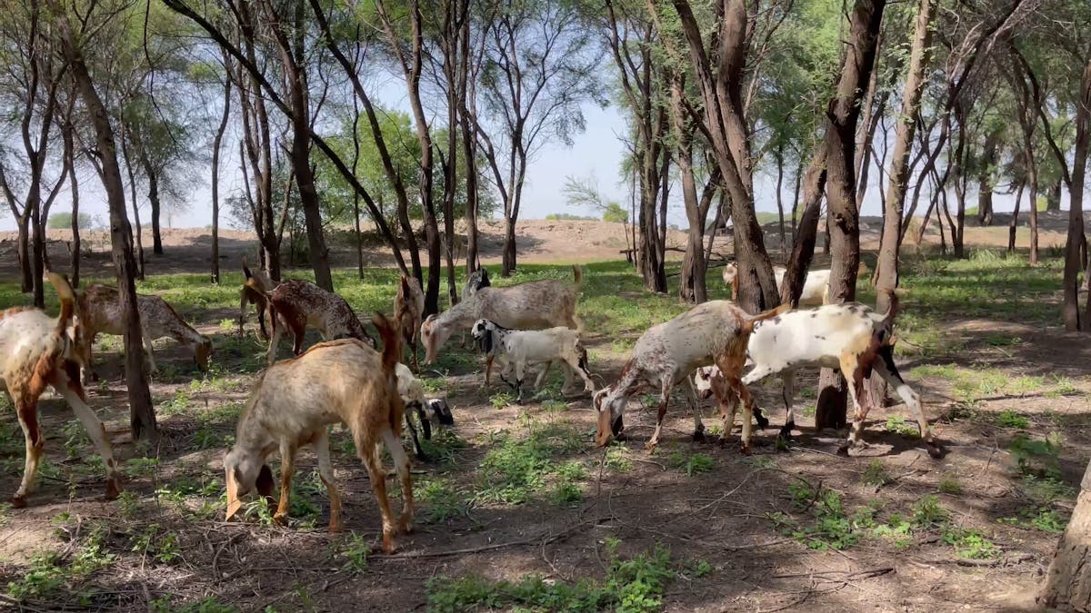 Animals Hunting Videos, Download The BEST Free 4k Stock Video Footage ...