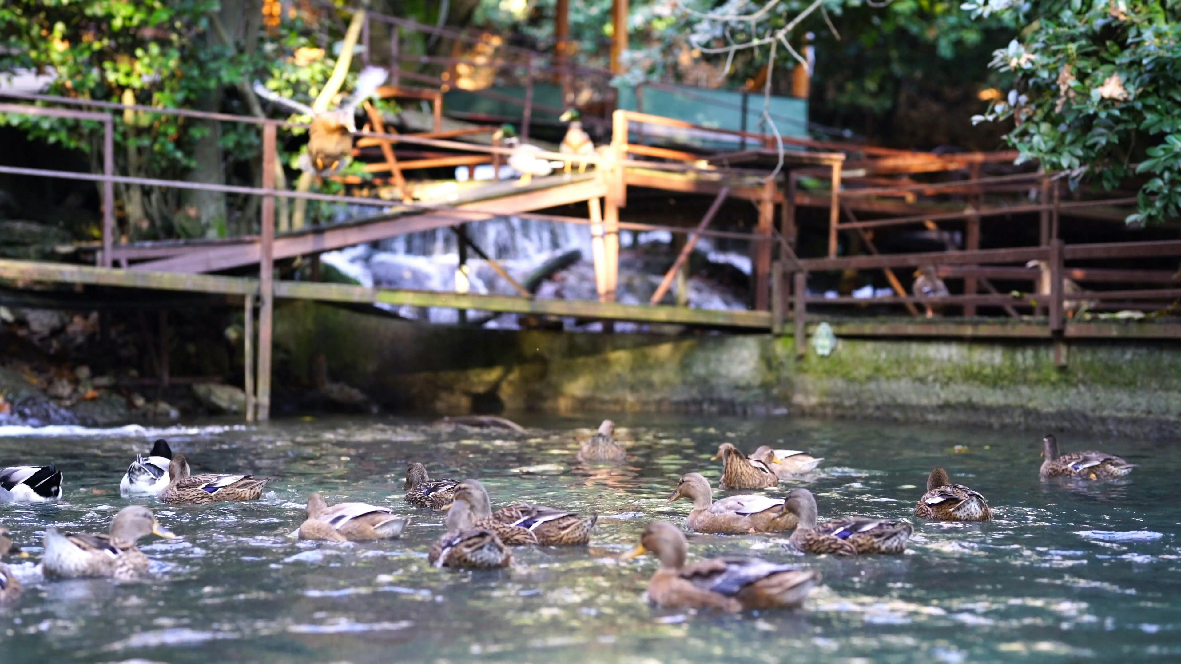 Live Clean Walpaper Videos, Download The BEST Free 4k Stock Video ...