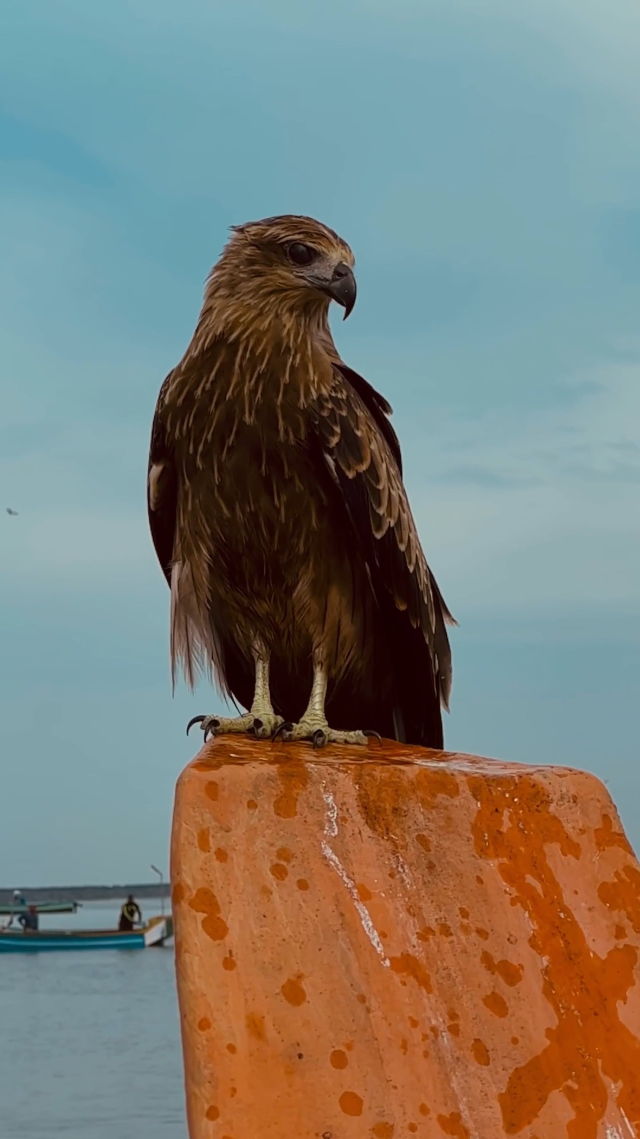 Eagle Animated Videos, Download The BEST Free 4k Stock Video Footage ...