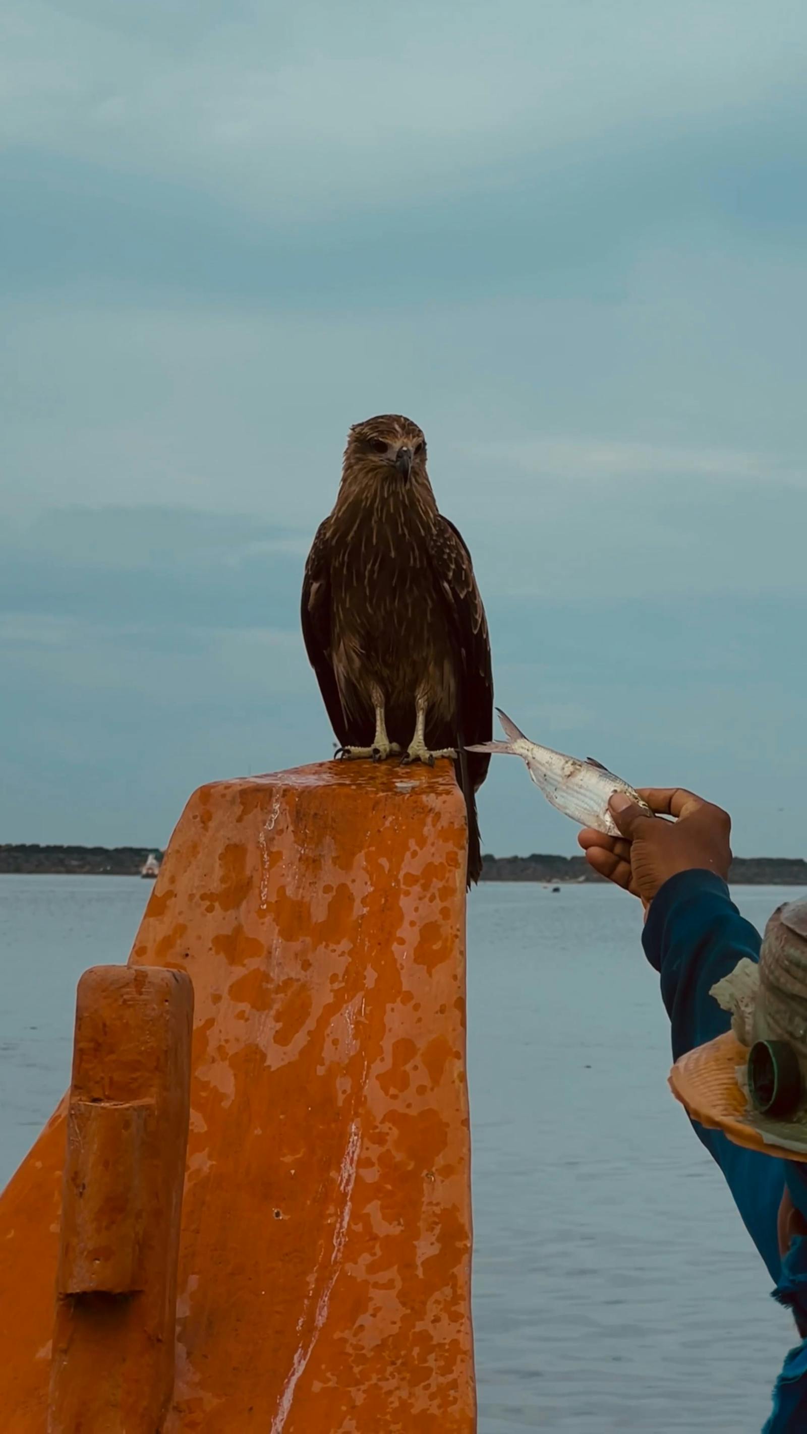 Eagle Flying Videos, Download The BEST Free 4k Stock Video Footage ...